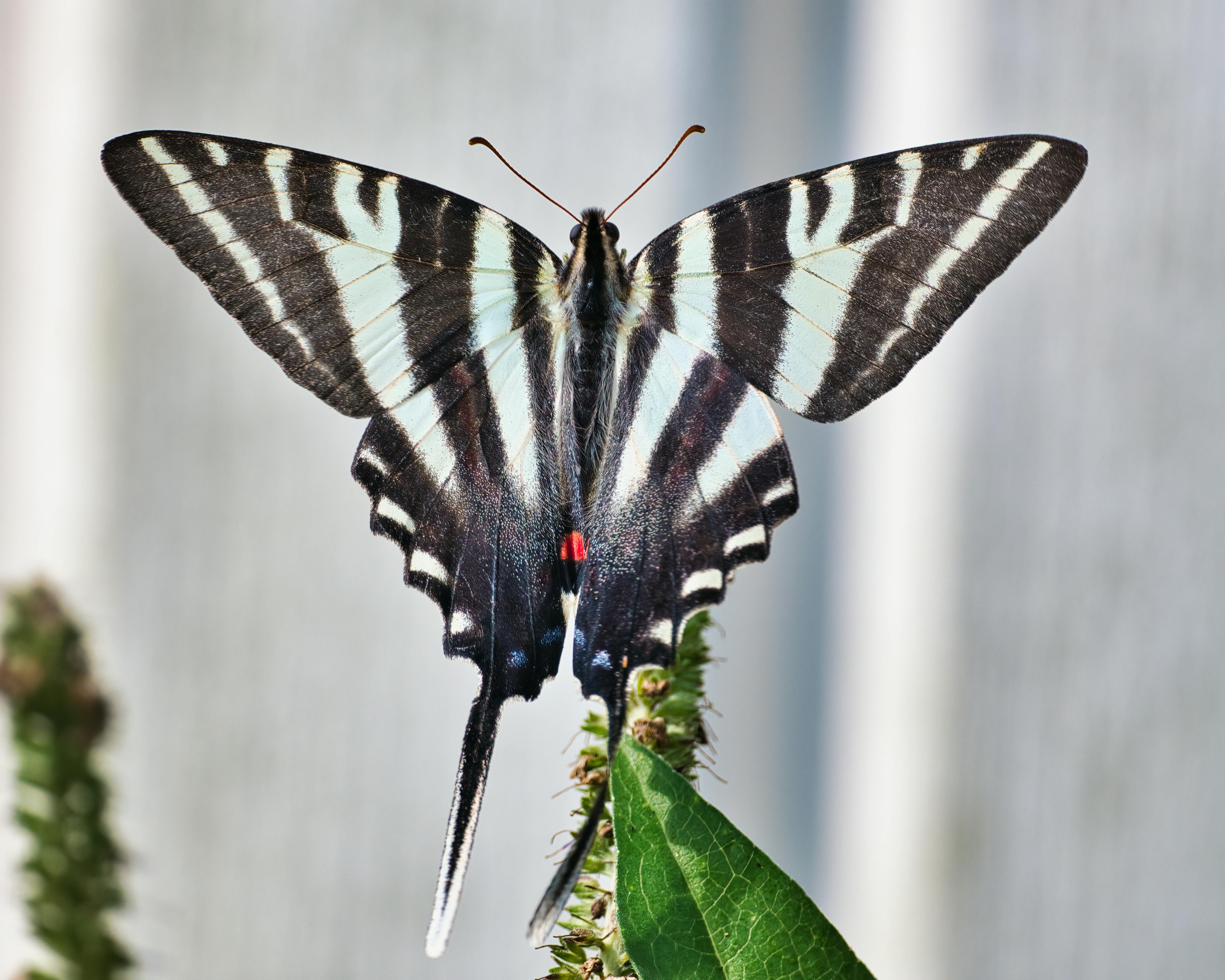 Zebra Swallowtail Butterfly · Free Stock Photo