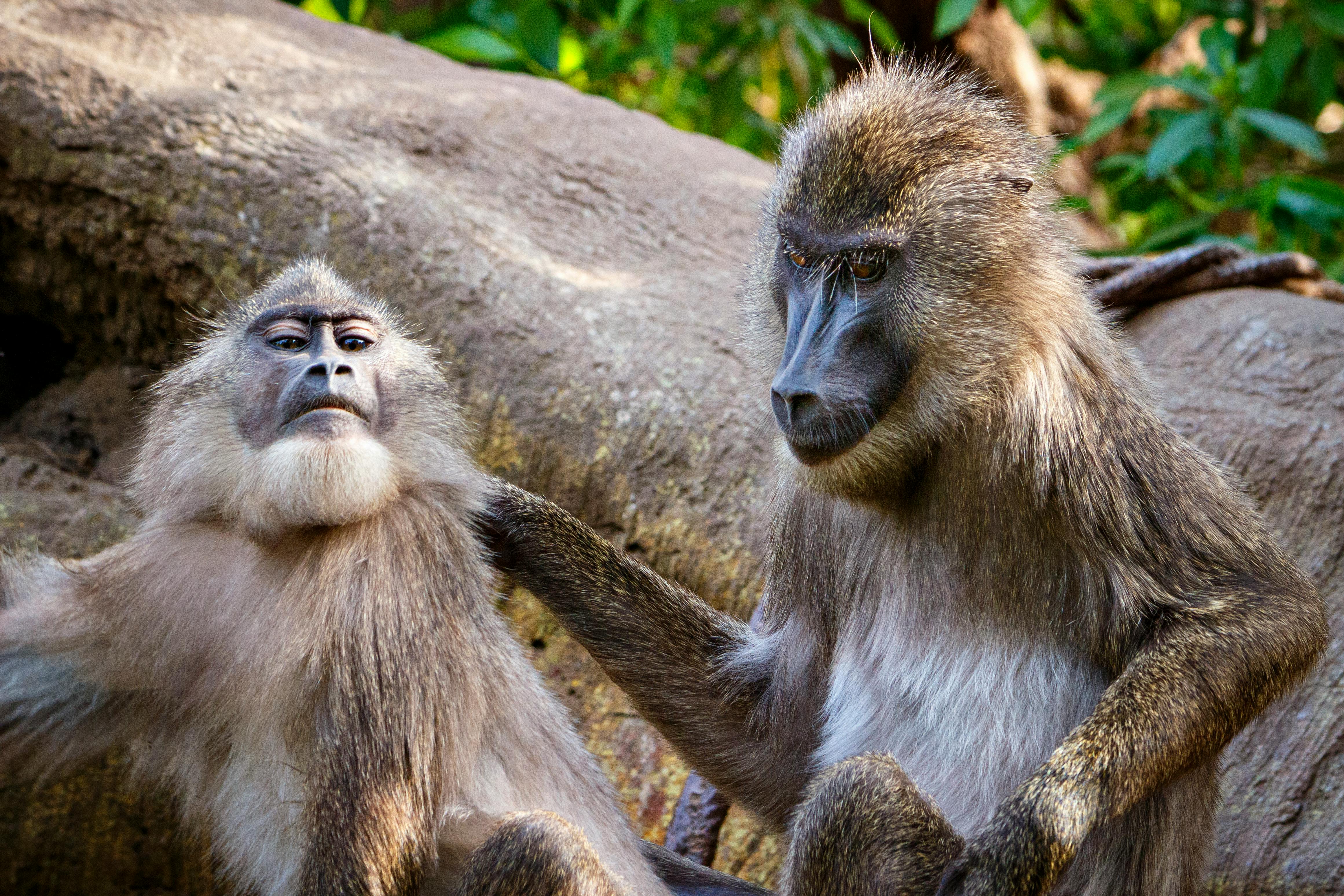 Two Baboons on Tree · Free Stock Photo