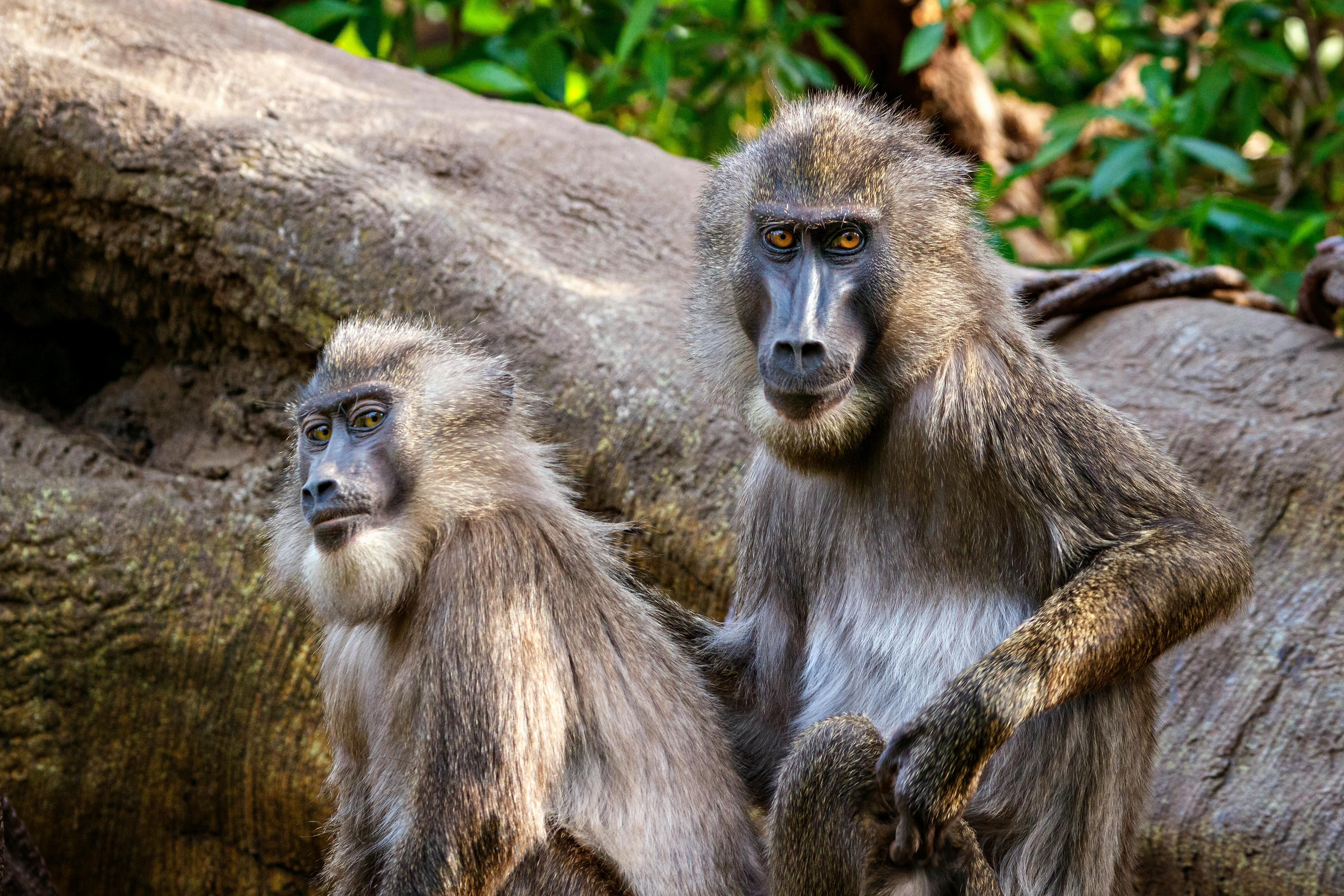 Baboon Monkey Ass Photos, Download The BEST Free Baboon Monkey Ass ...