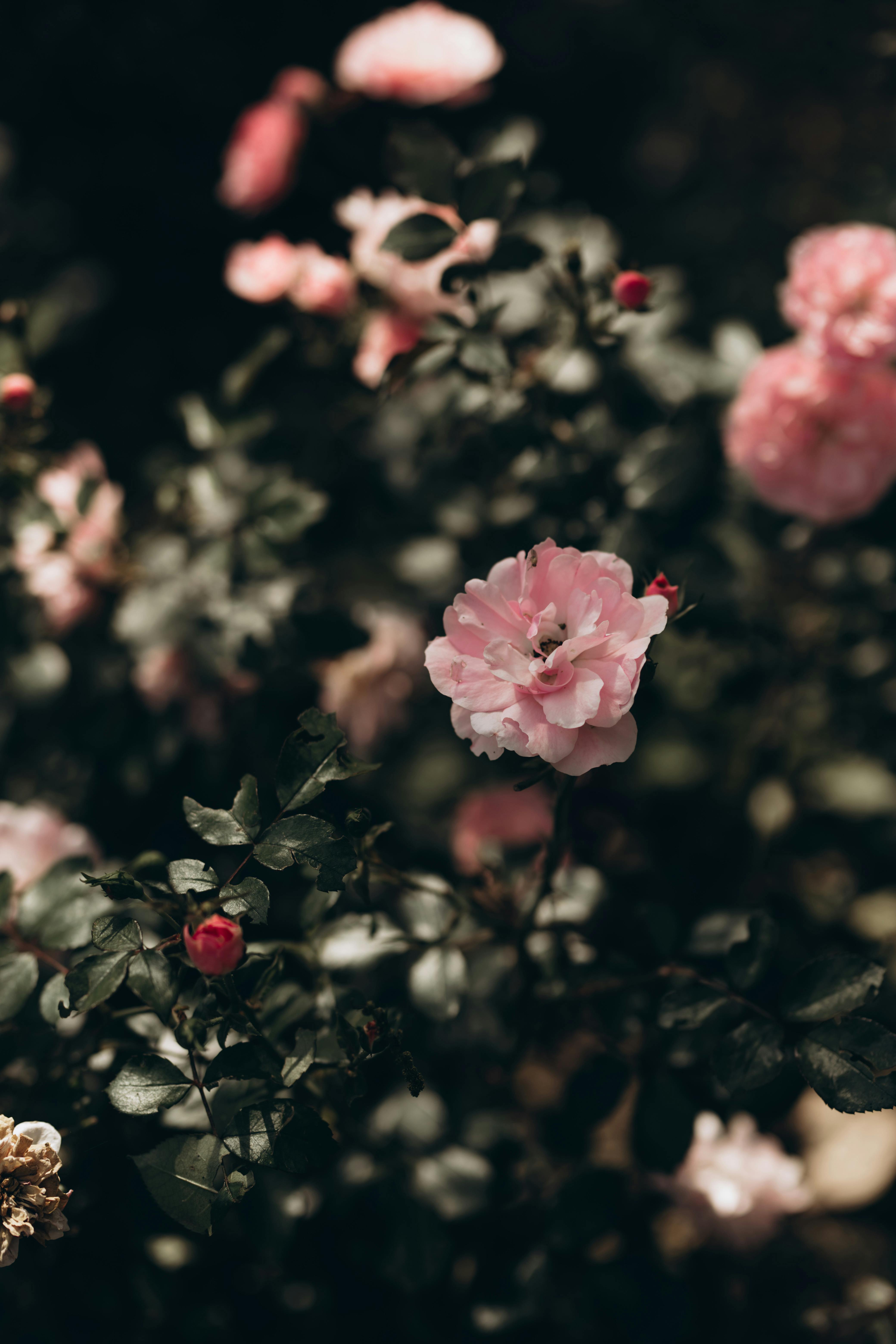 Lyrics Background Photos, Download The BEST Free Lyrics Background ...