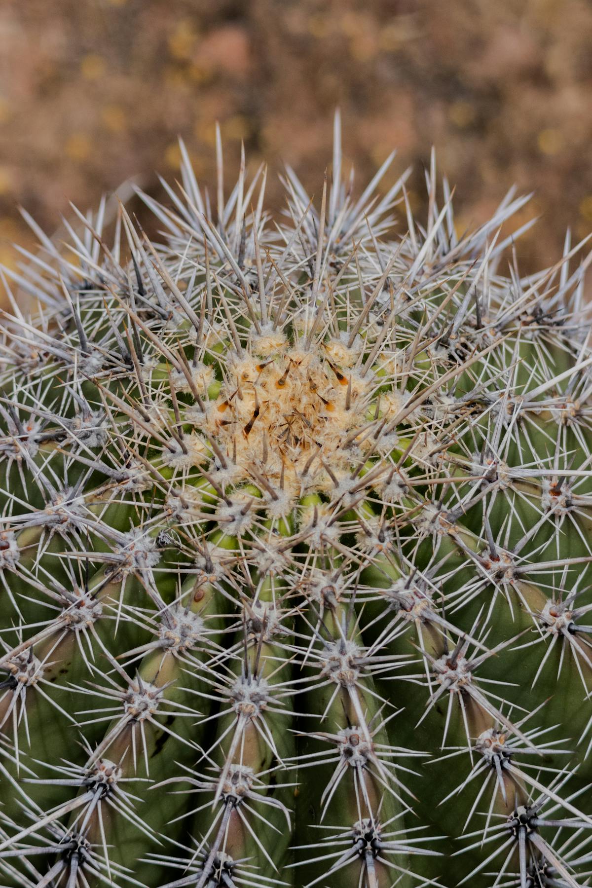 Cactus Plant Photos, Download The BEST Free Cactus Plant Stock Photos ...