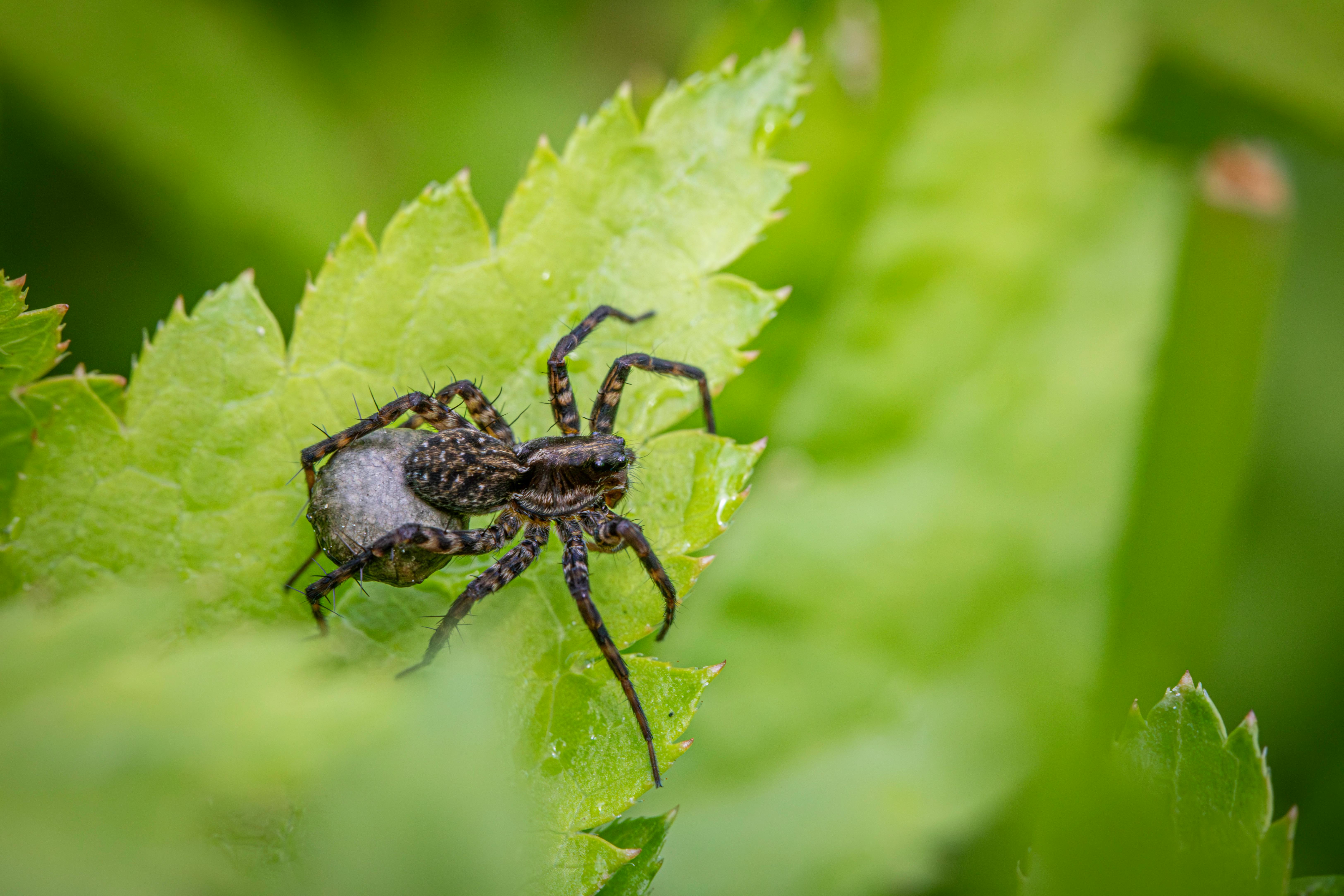 Nocturnal Spiders Photos, Download The BEST Free Nocturnal Spiders ...