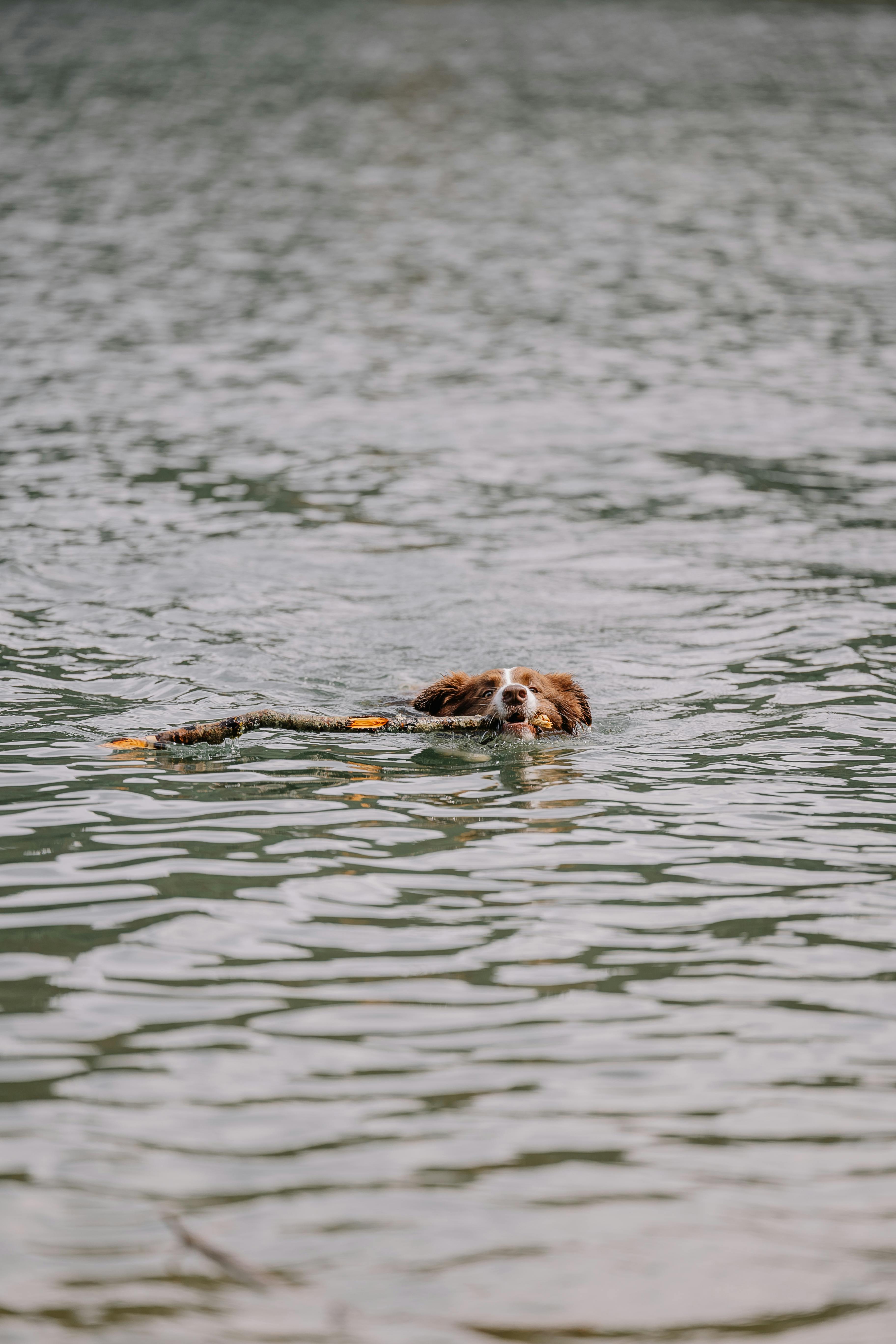 Dog Hanging on to the Water Surface Thru the Branch · Free Stock Photo
