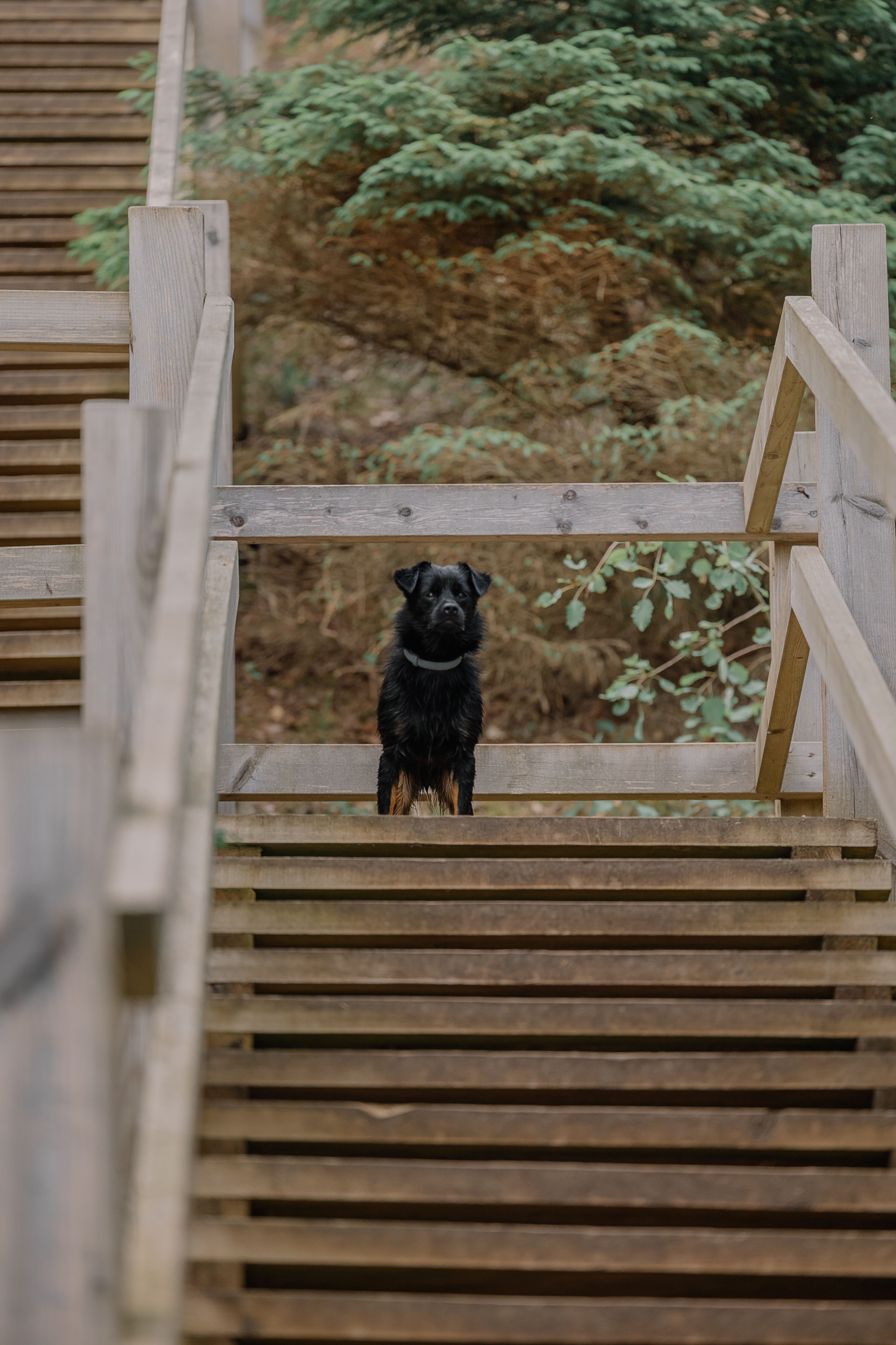 Puppy on Stairs · Free Stock Photo