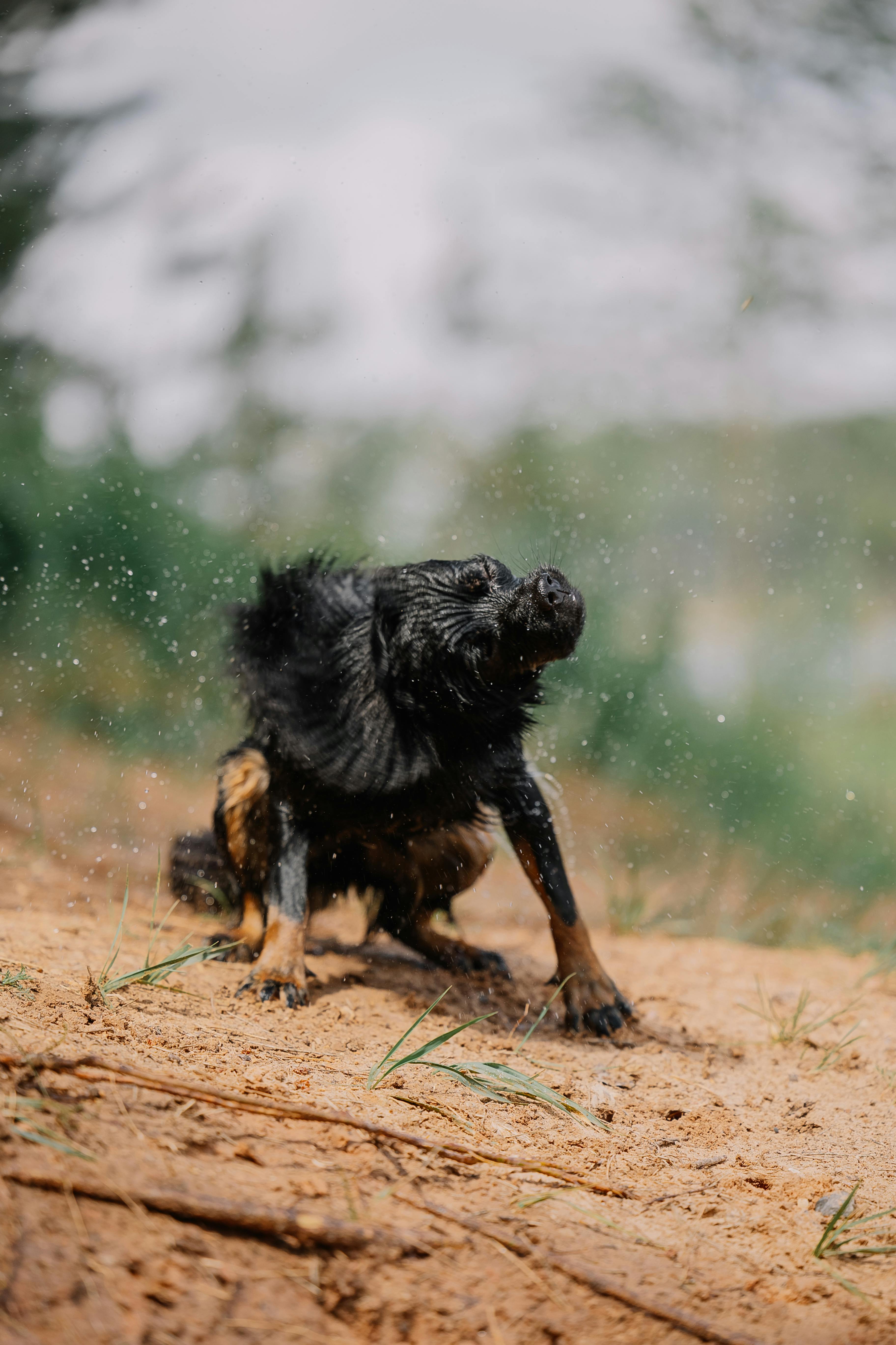 Shaking Dog Photos, Download The BEST Free Shaking Dog Stock Photos ...