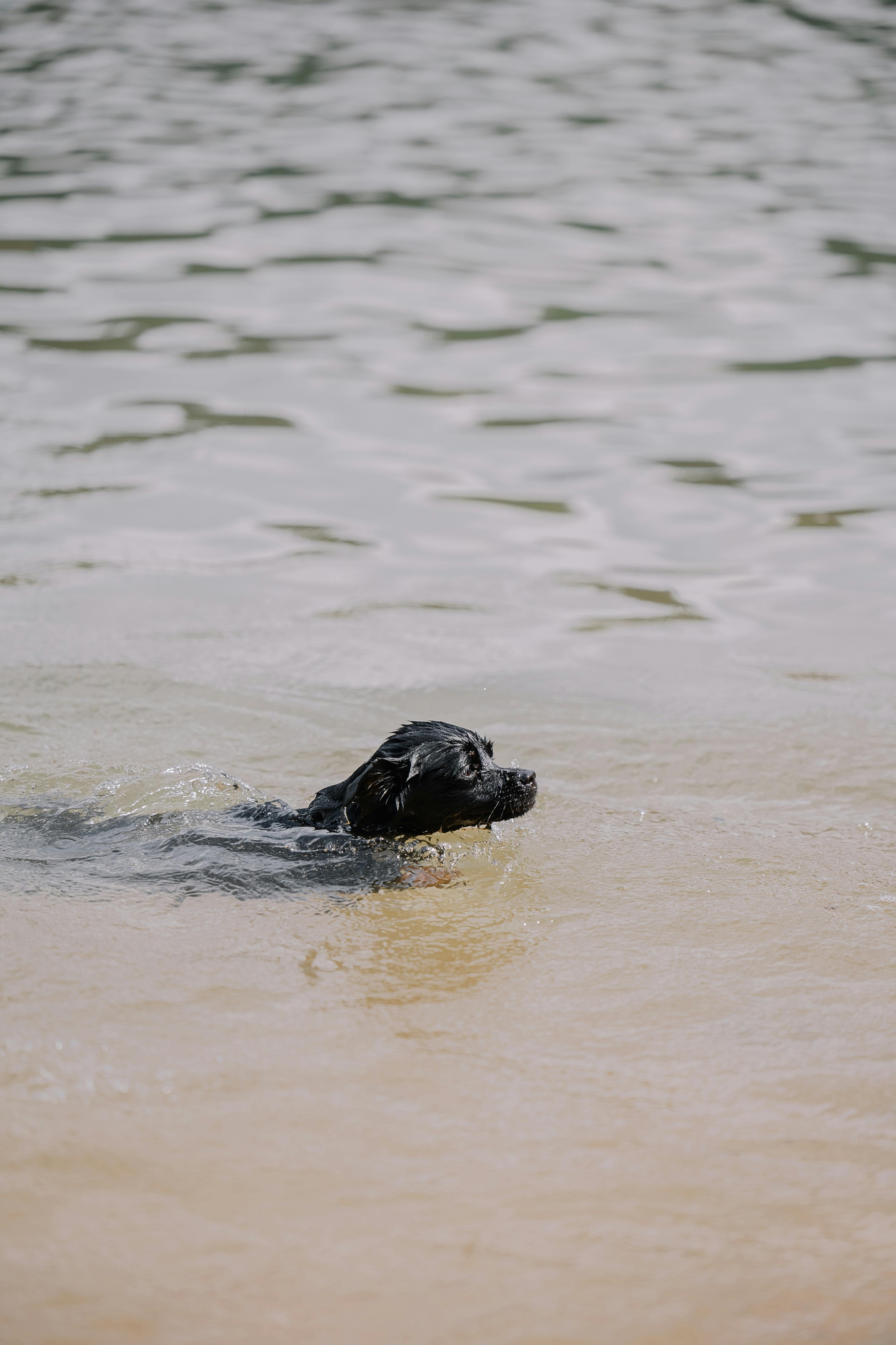 Lab Lake Philippines Photos, Download The BEST Free Lab Lake ...