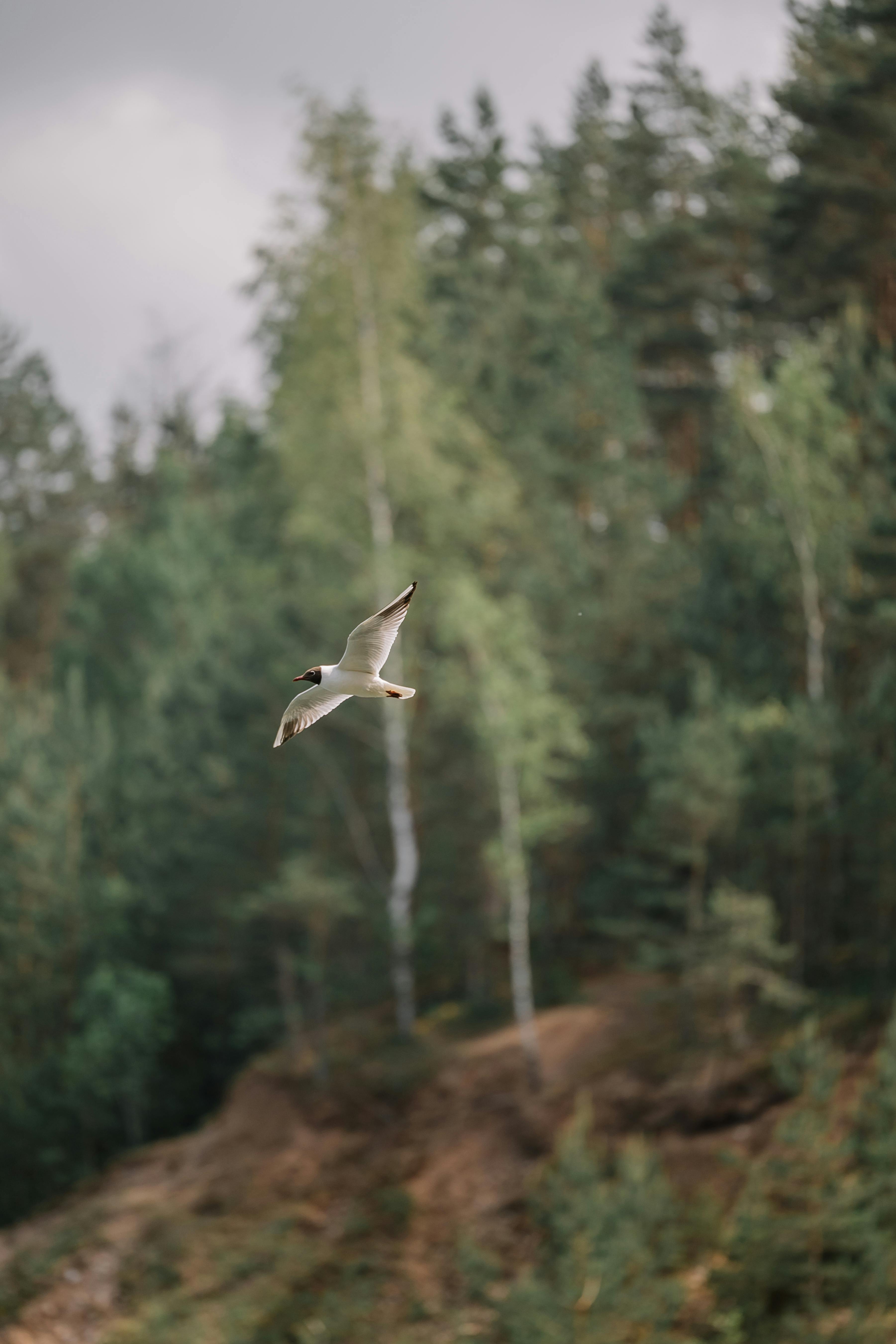 Bird Flying over Forest · Free Stock Photo