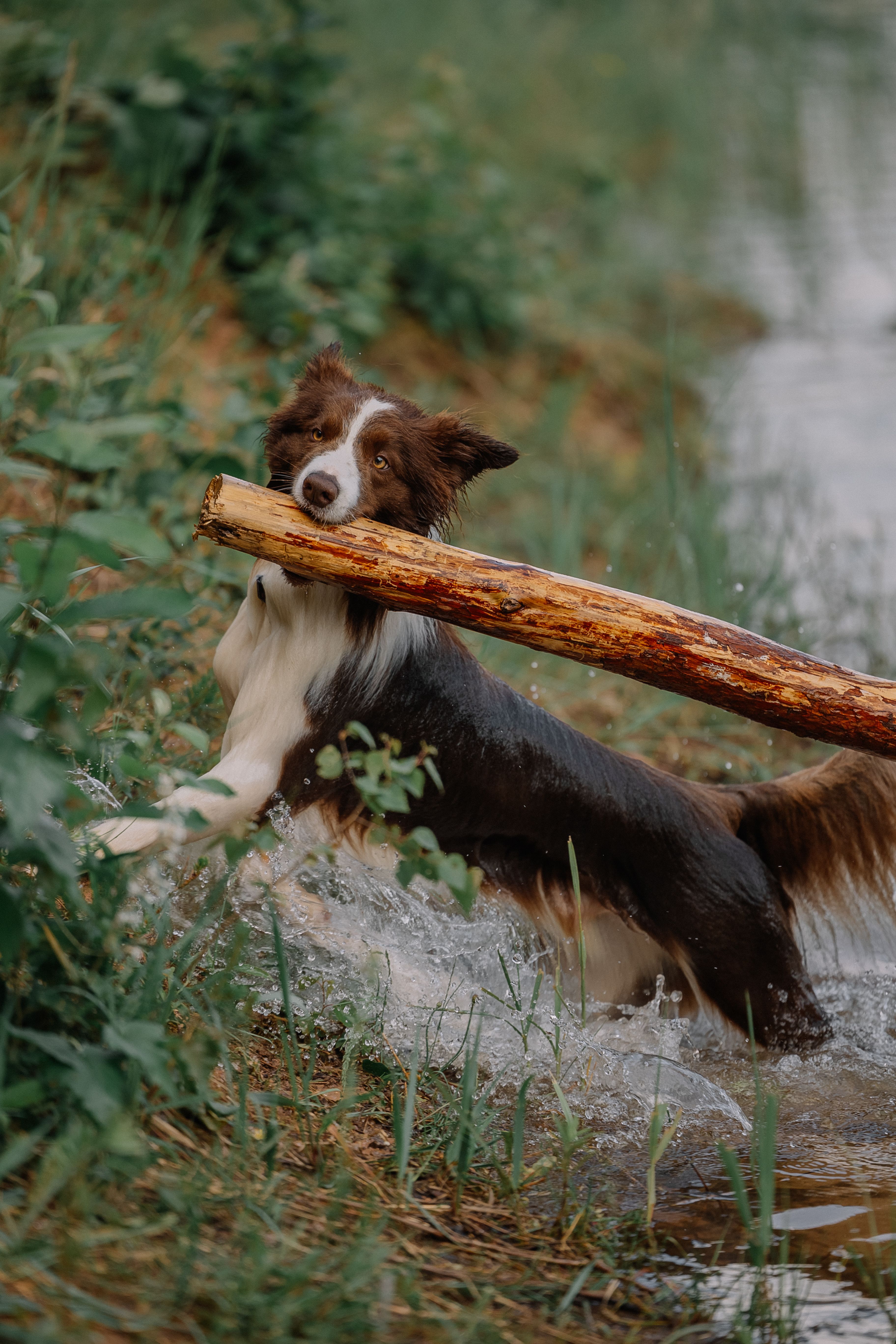 Running Water Log Photos, Download The BEST Free Running Water Log ...