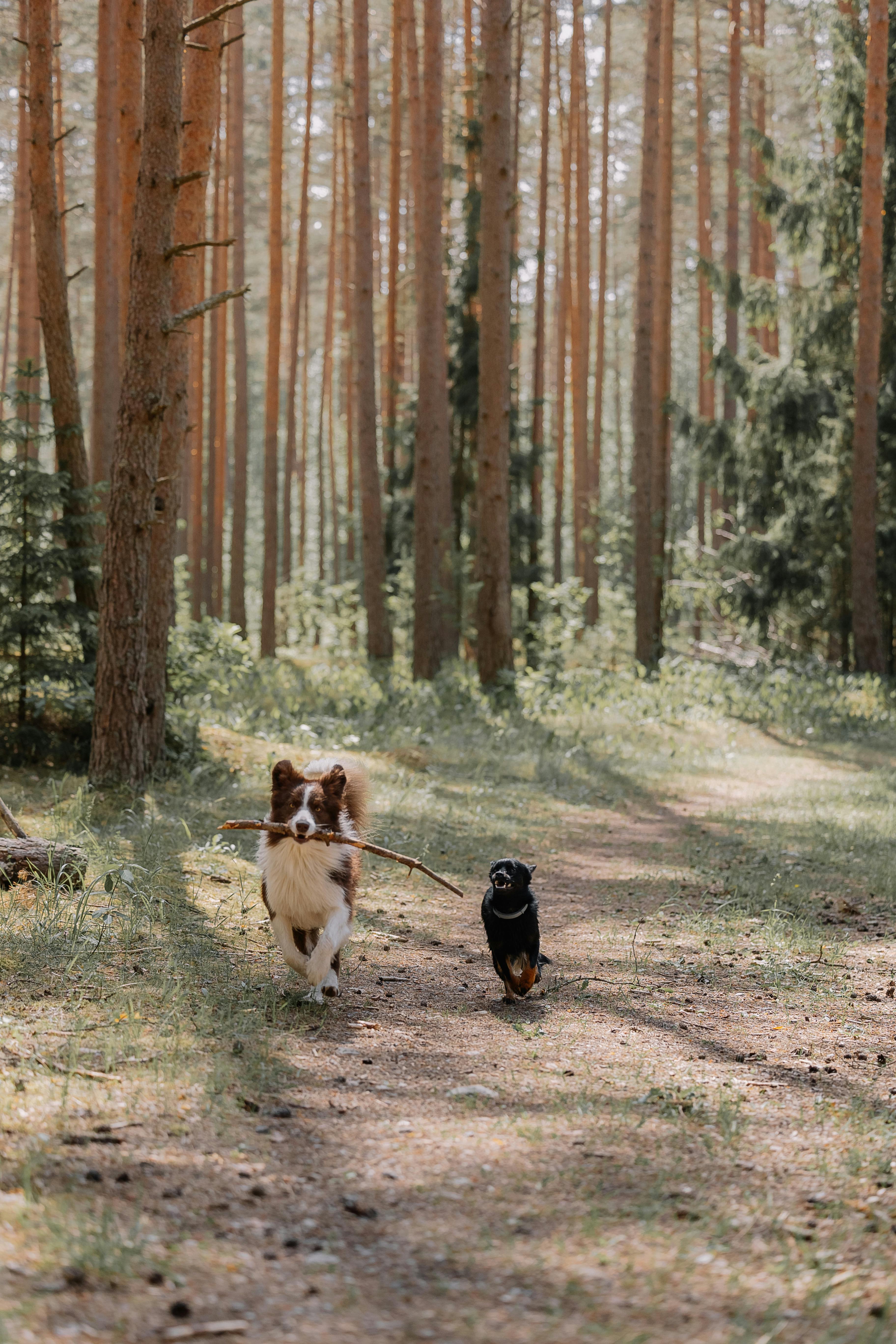 Two Dogs Playing in Park · Free Stock Photo