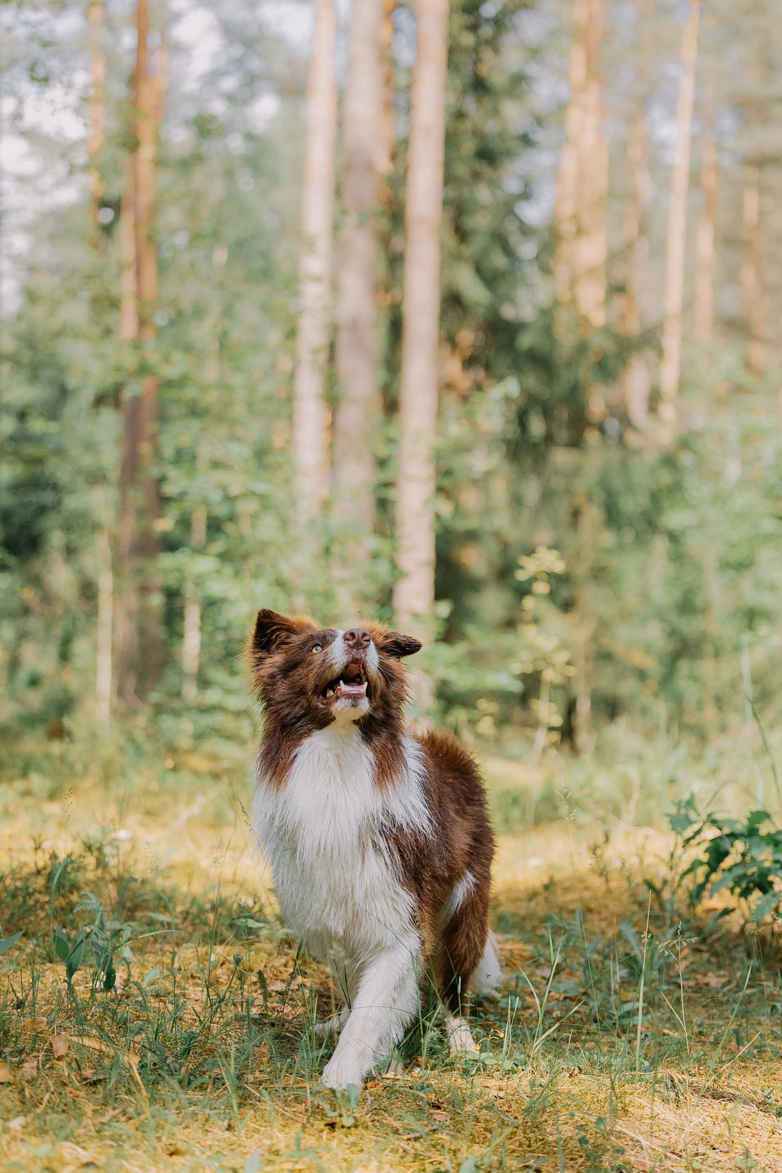 Bad Dog Photos, Download The BEST Free Bad Dog Stock Photos & HD Images