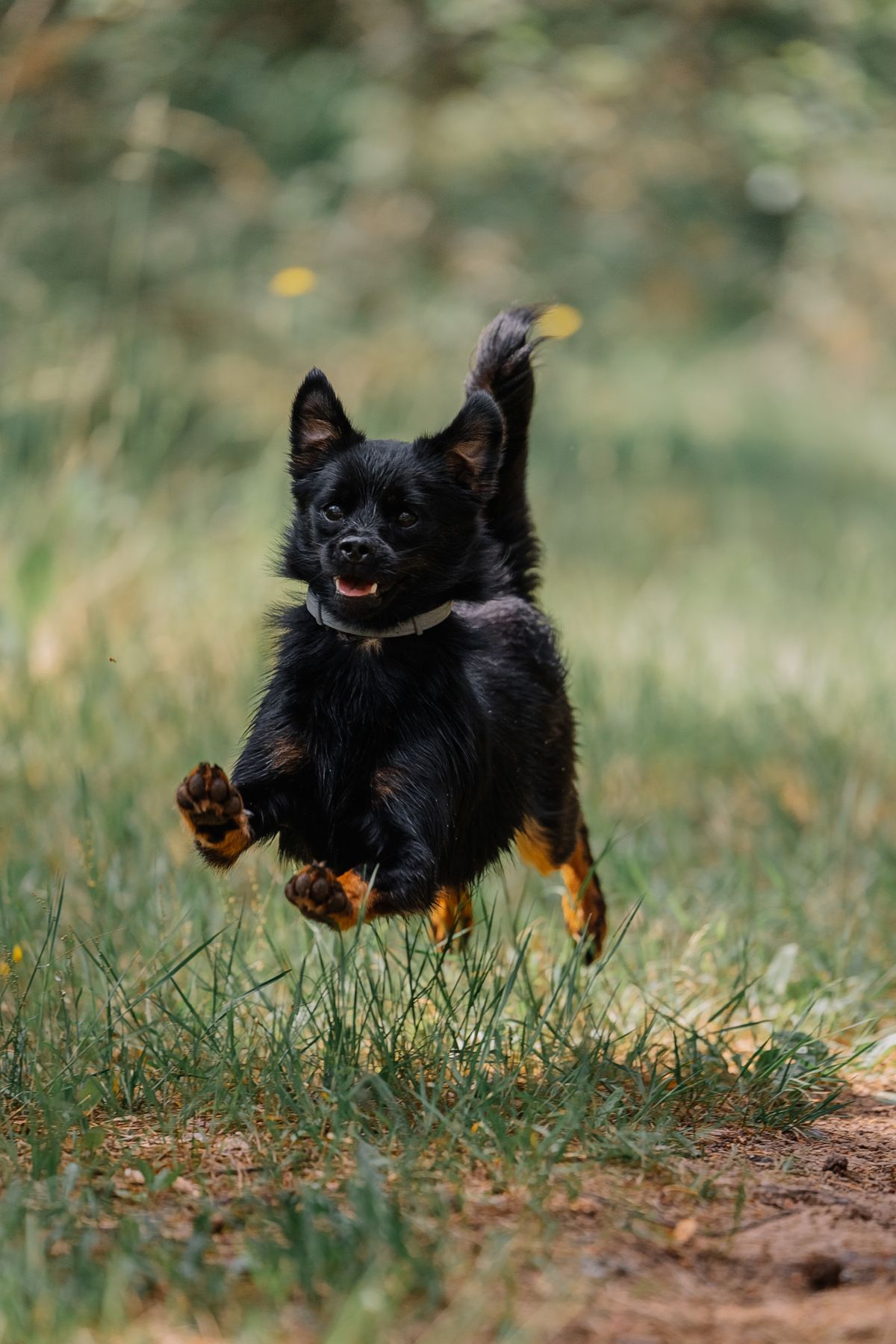 Running With Dogs Photos, Download The BEST Free Running With Dogs ...