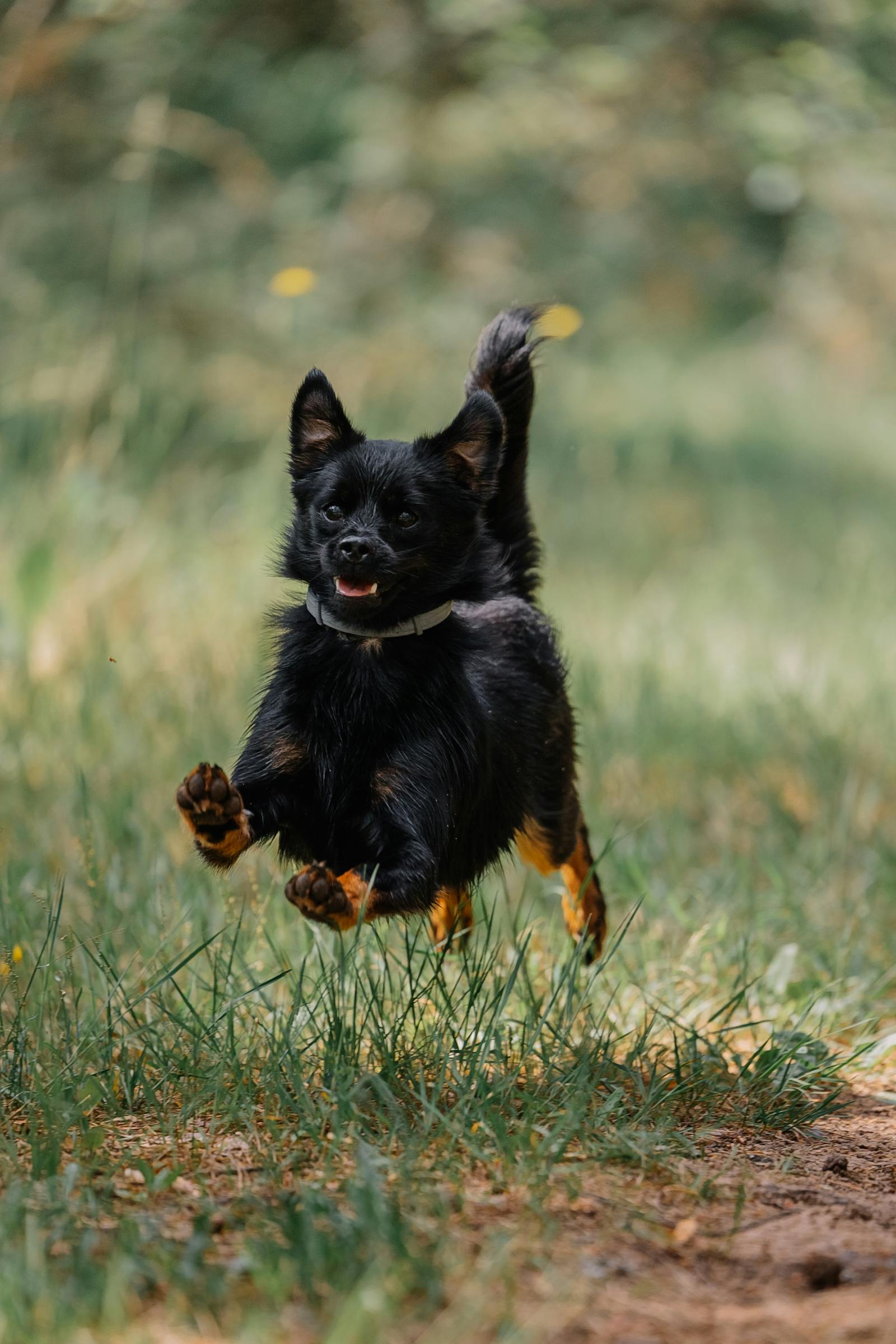 Running With Dogs Photos, Download The BEST Free Running With Dogs ...