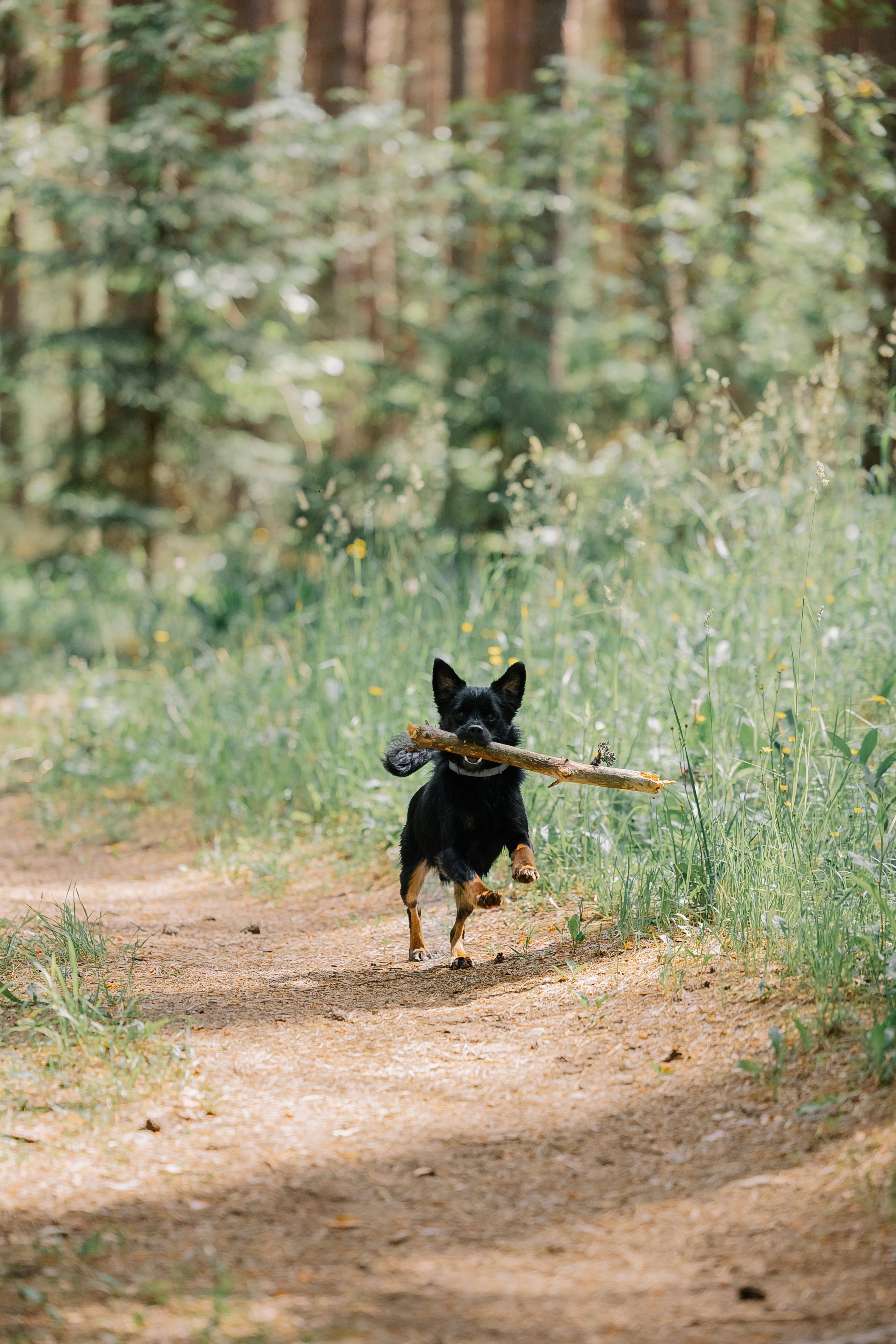 Dog Running with Stick in Forest · Free Stock Photo