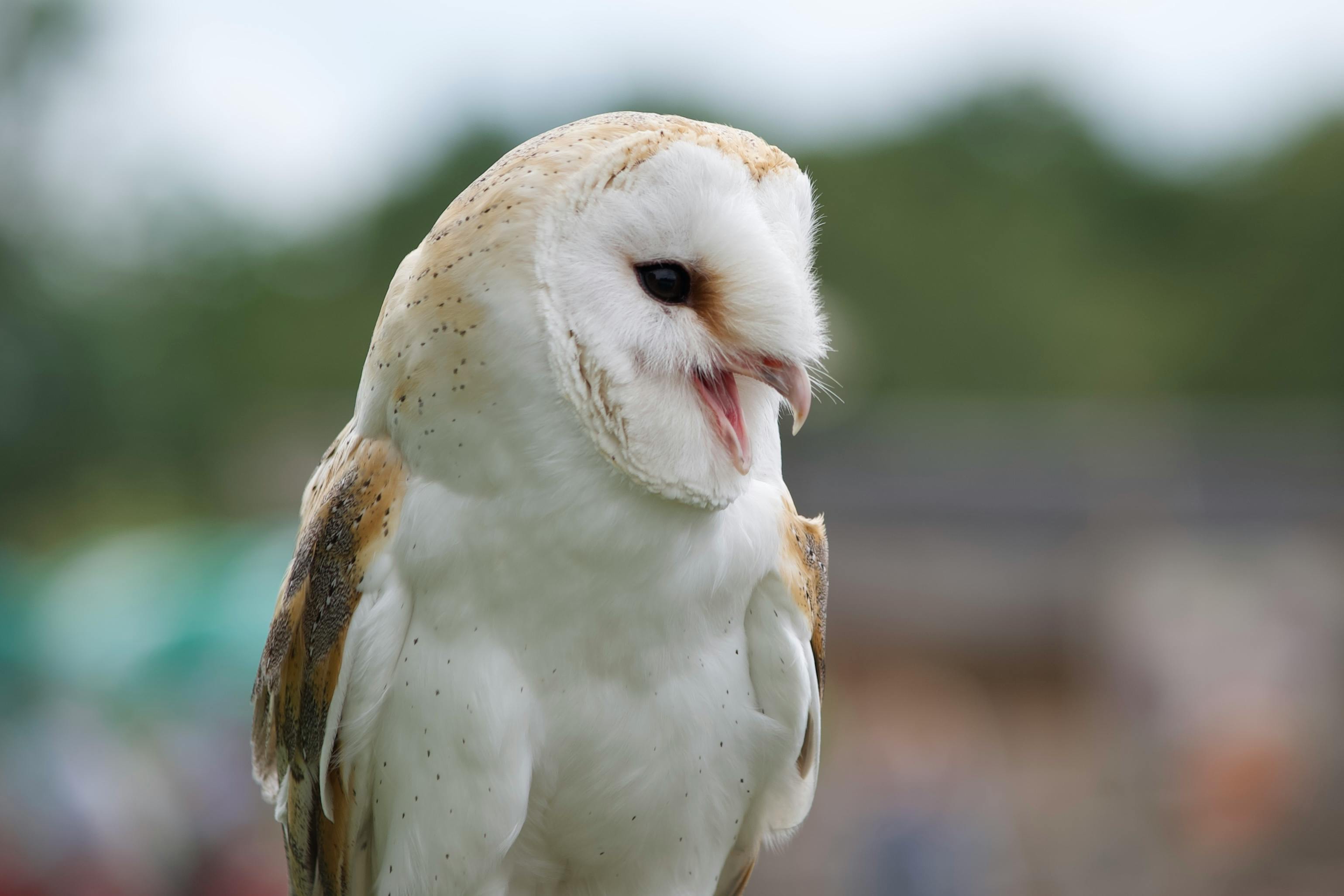 Close-up of a Western Barn Owl · Free Stock Photo