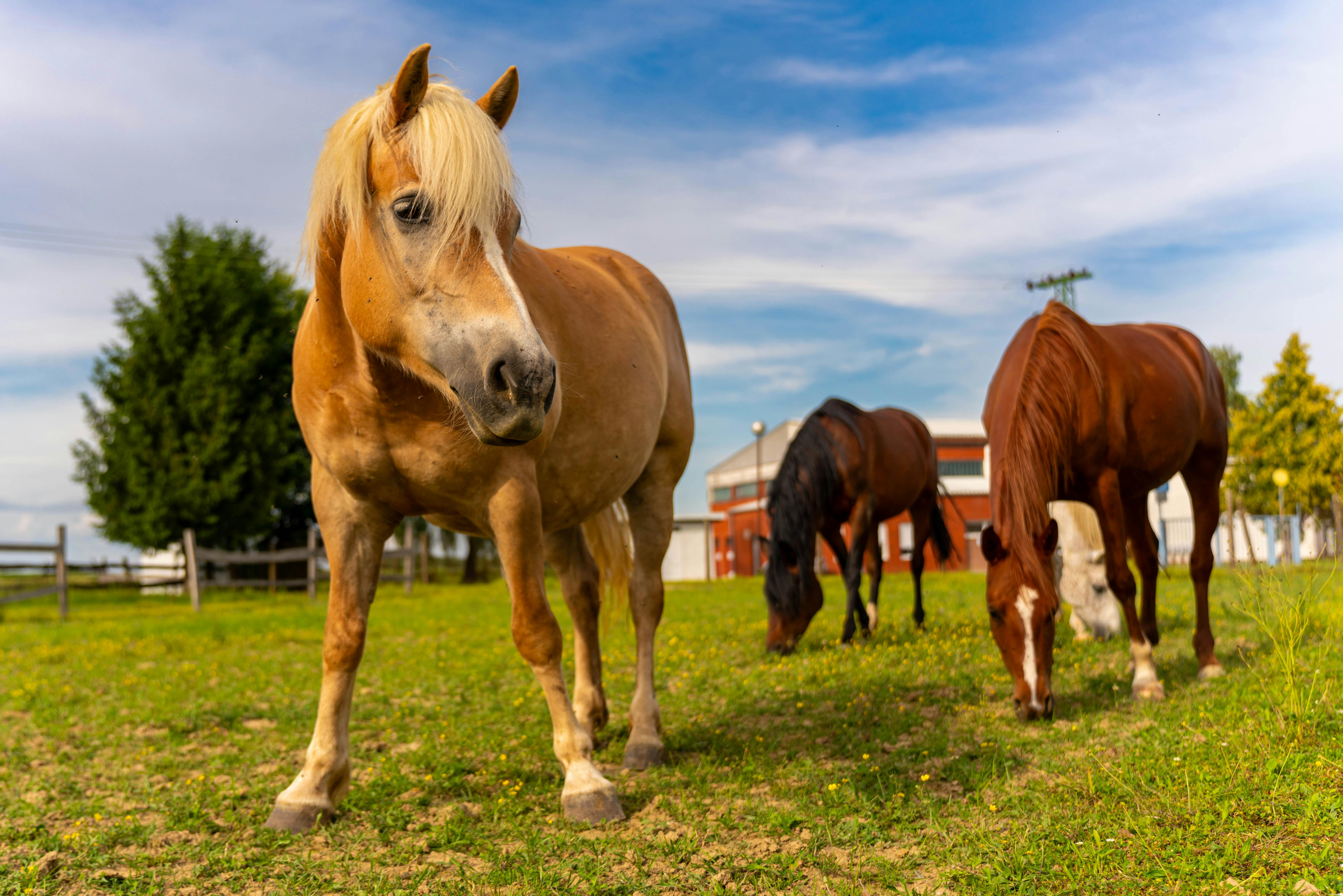 Foto profissional gratuita de área, cavalos, celeiro, chácara, criação ...
