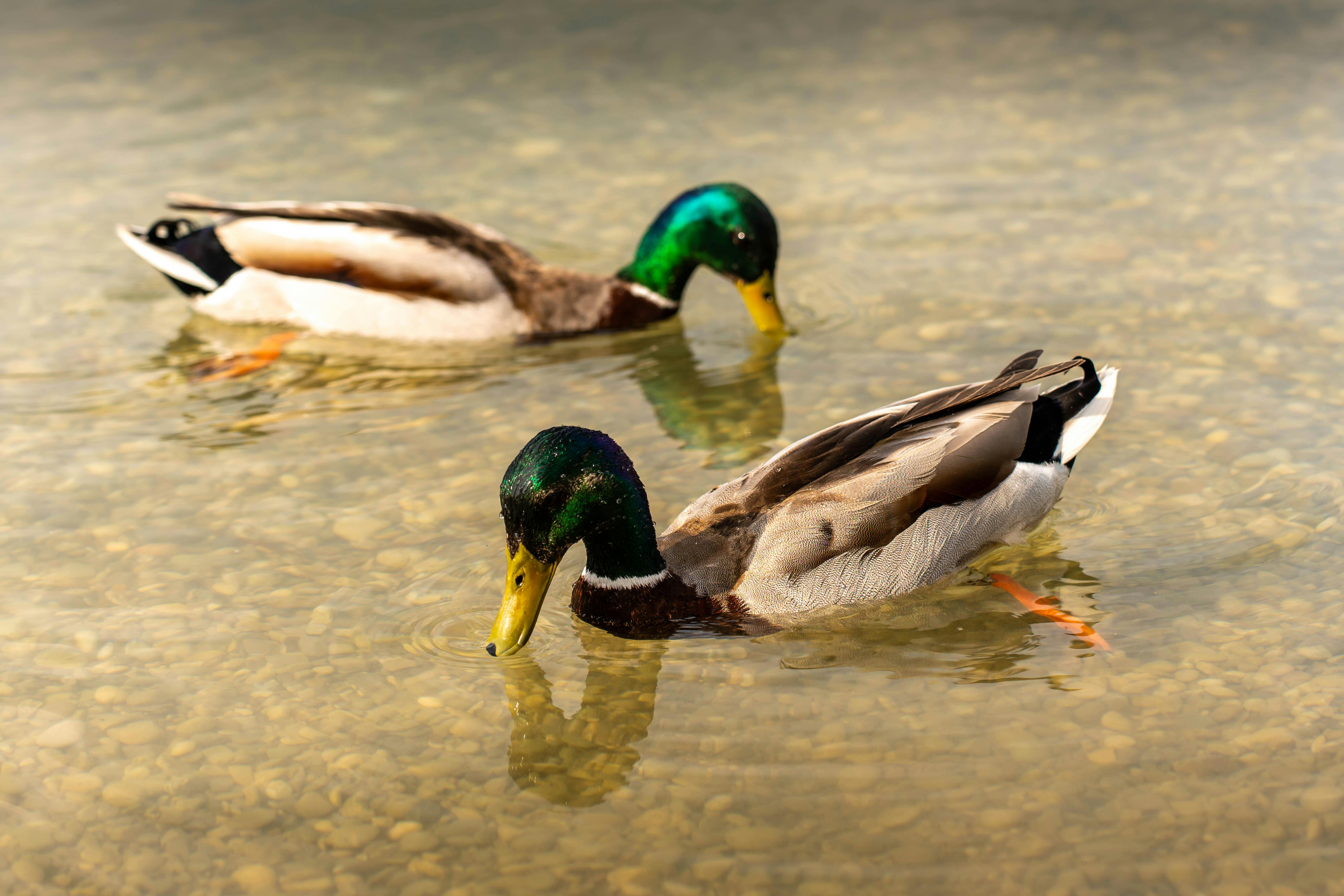Selective Focus of Ducks on Water · Free Stock Photo
