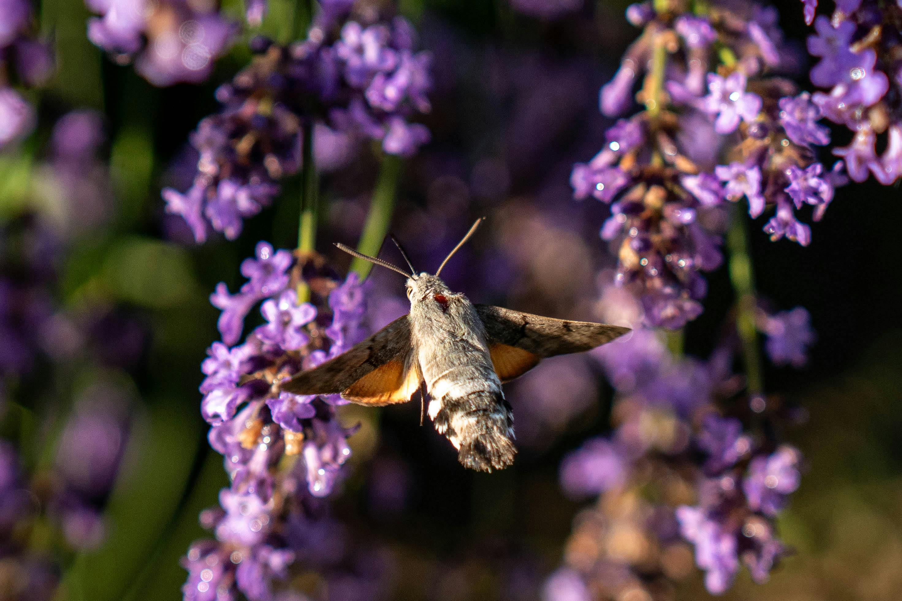 Moth Flying Towards Blossoms · Free Stock Photo