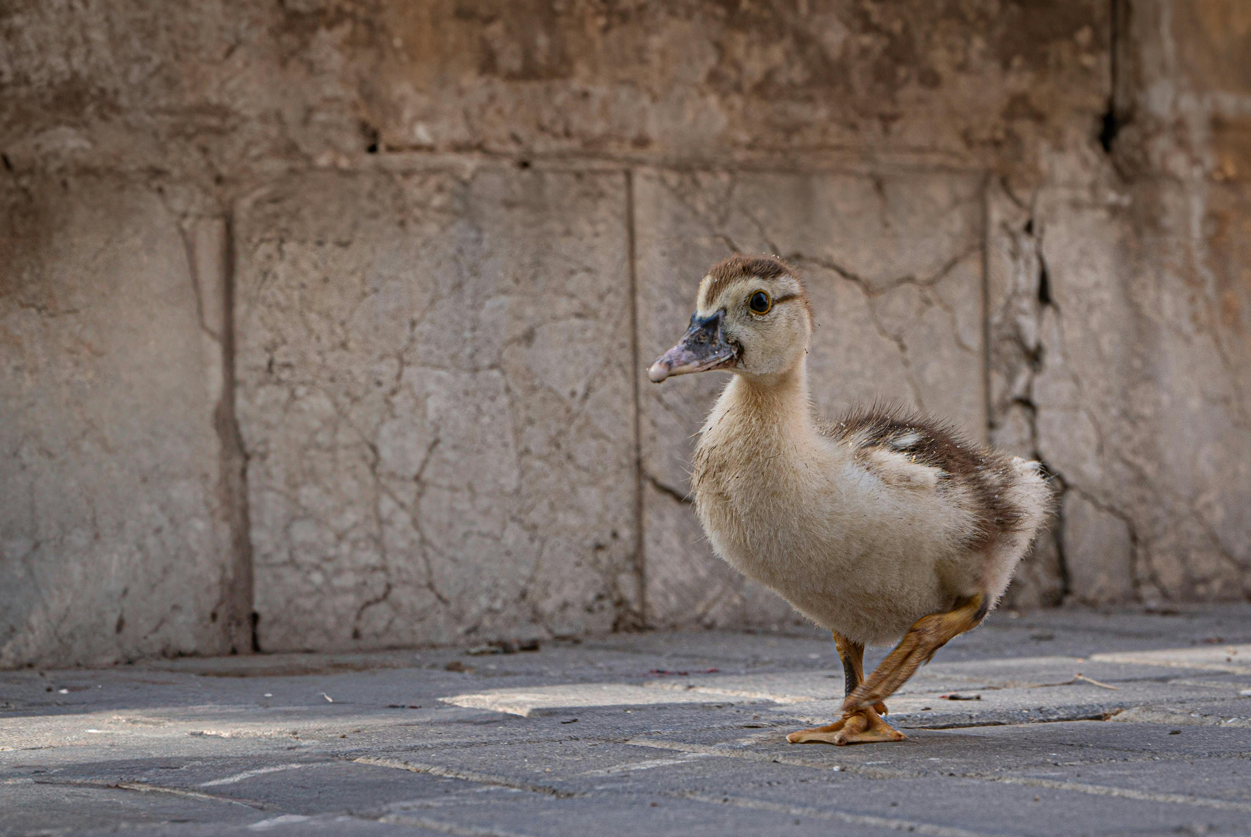 Close-up of a Duckling Walking on the Pavement · Free Stock Photo