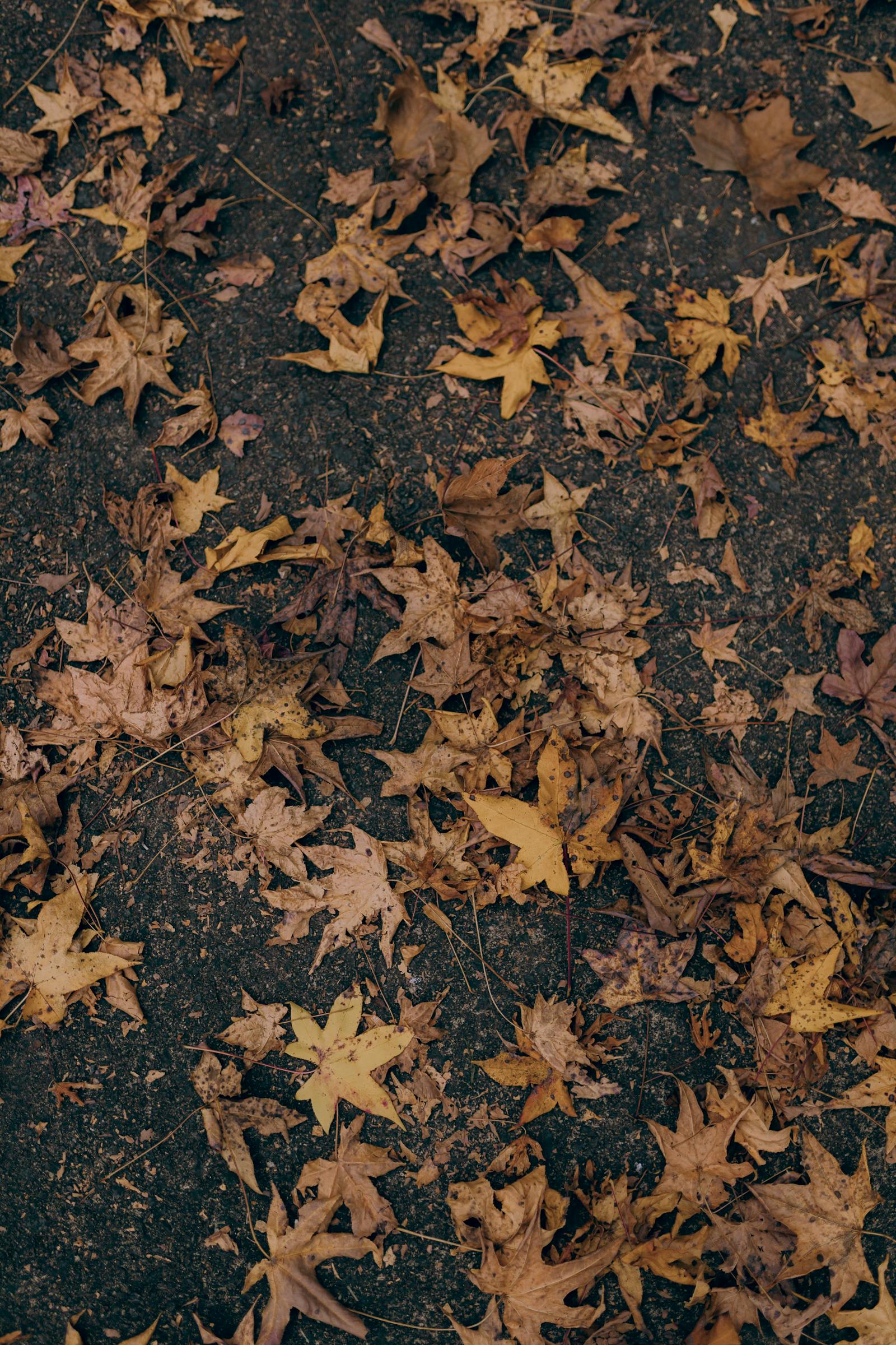 Fall Autumn Photos, Download The BEST Free Fall Autumn Stock Photos ...