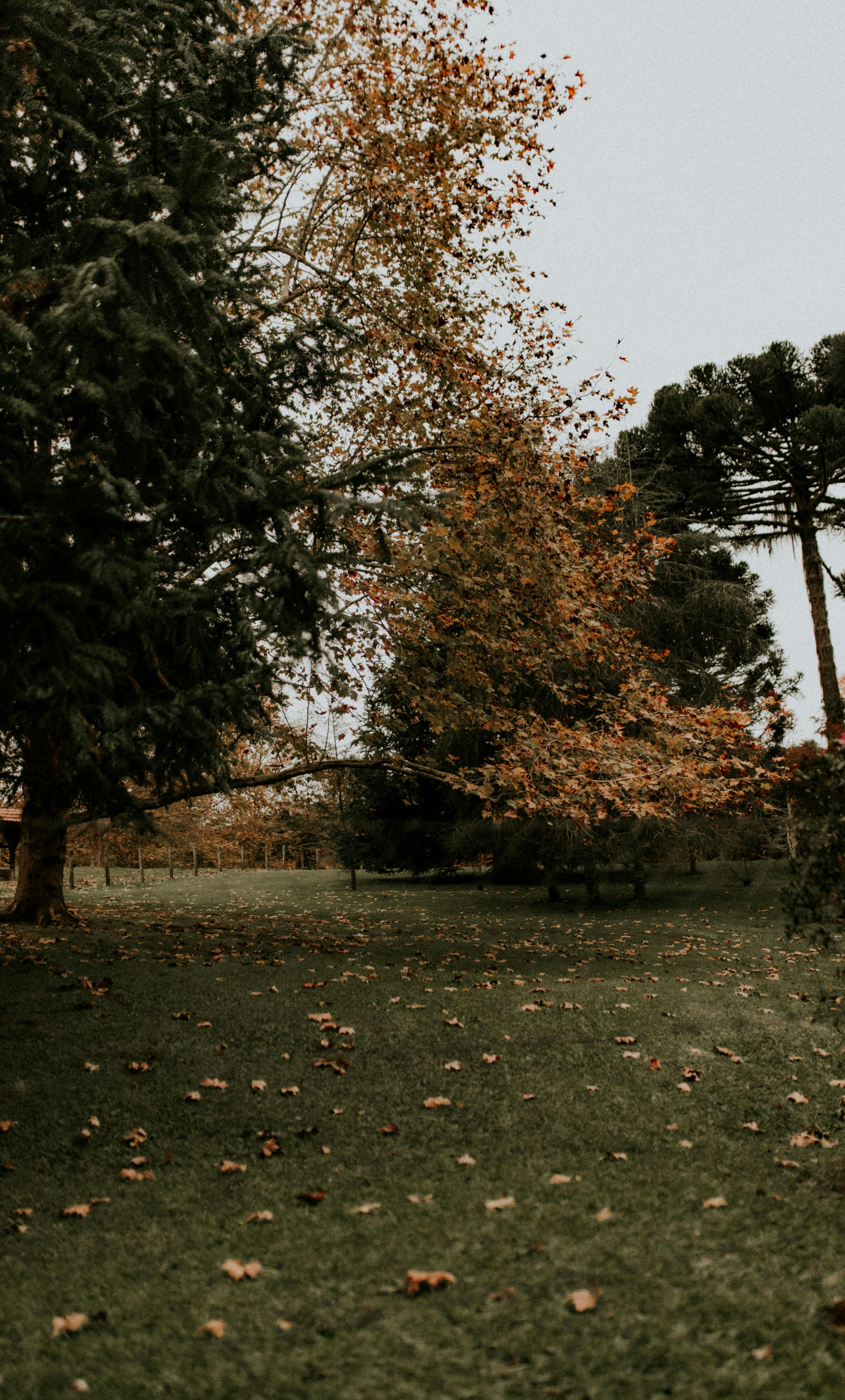 Alexander Mass - 写真