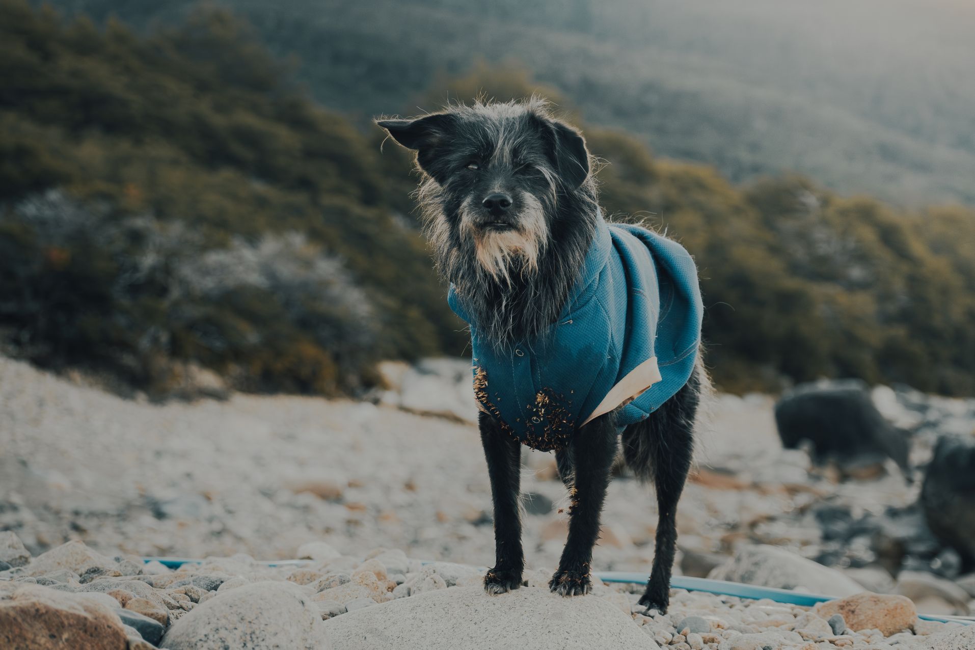 Exploring Anthropomorphic Dogs: Benefits and Drawbacks