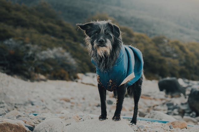 Unlocking the Meaning and Style of a Fu Dog Sleeve Tattoo