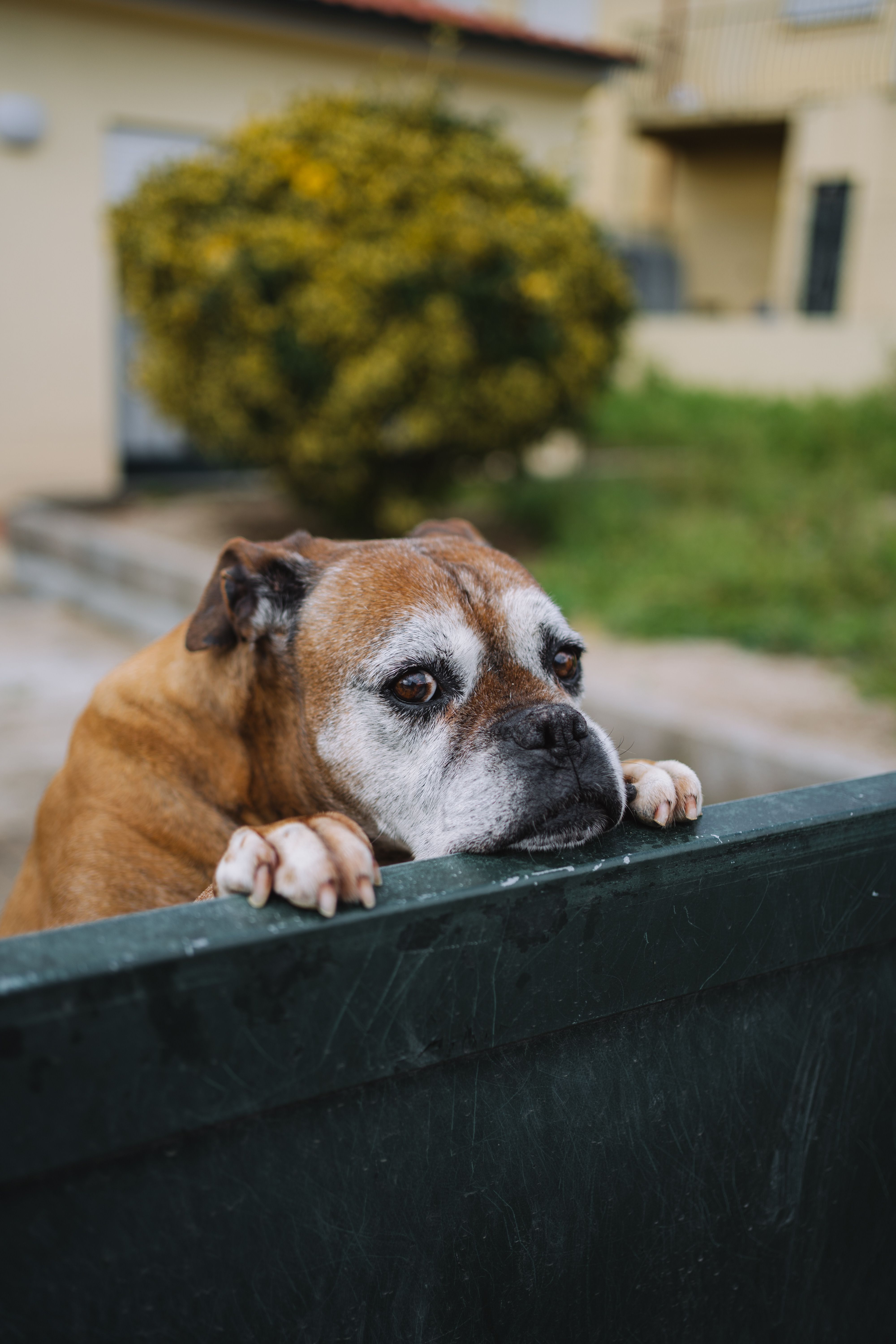 Dog Wall Papper Photos, Download The BEST Free Dog Wall Papper Stock ...