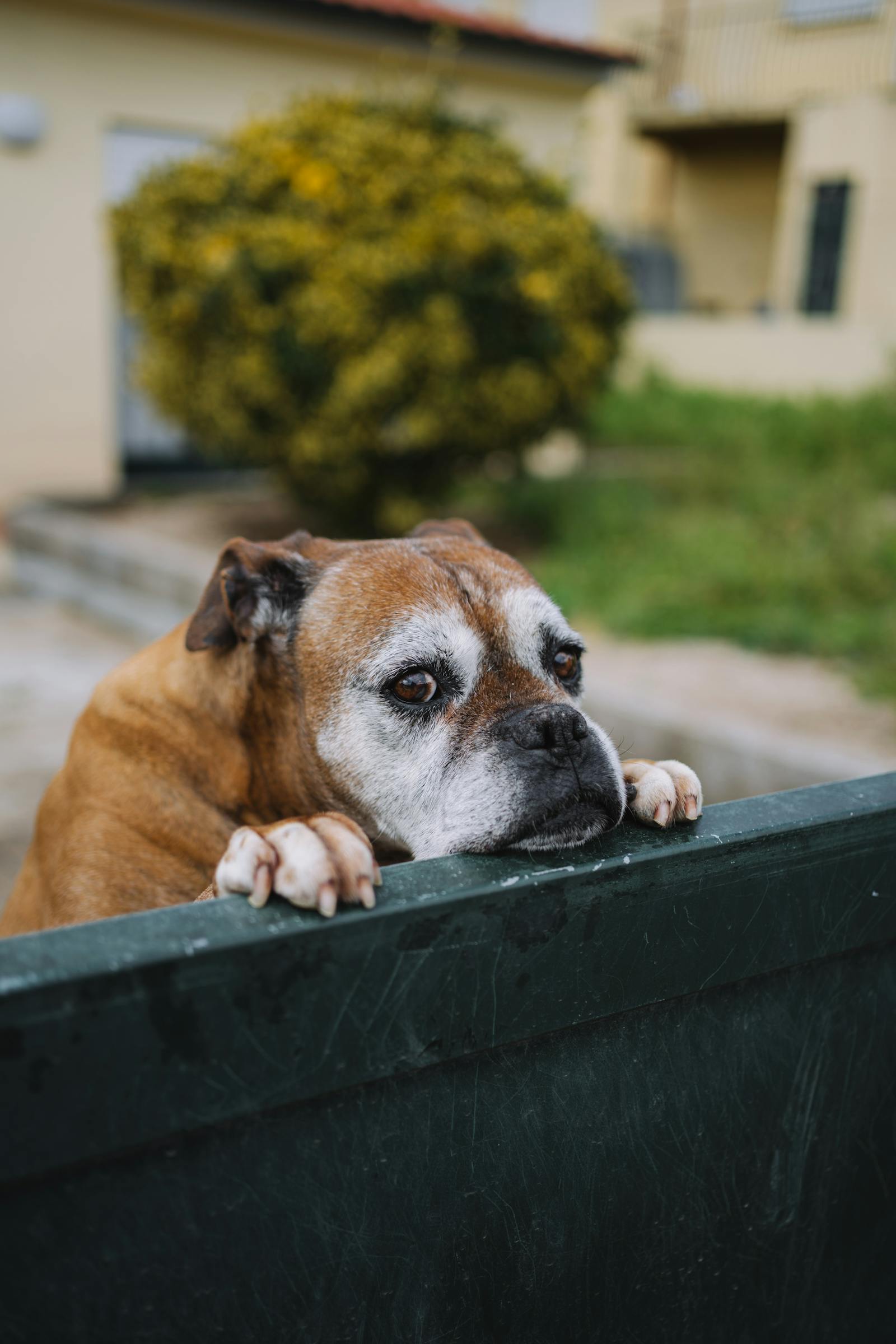 Boxer Dog Photos, Download The BEST Free Boxer Dog Stock Photos & HD Images