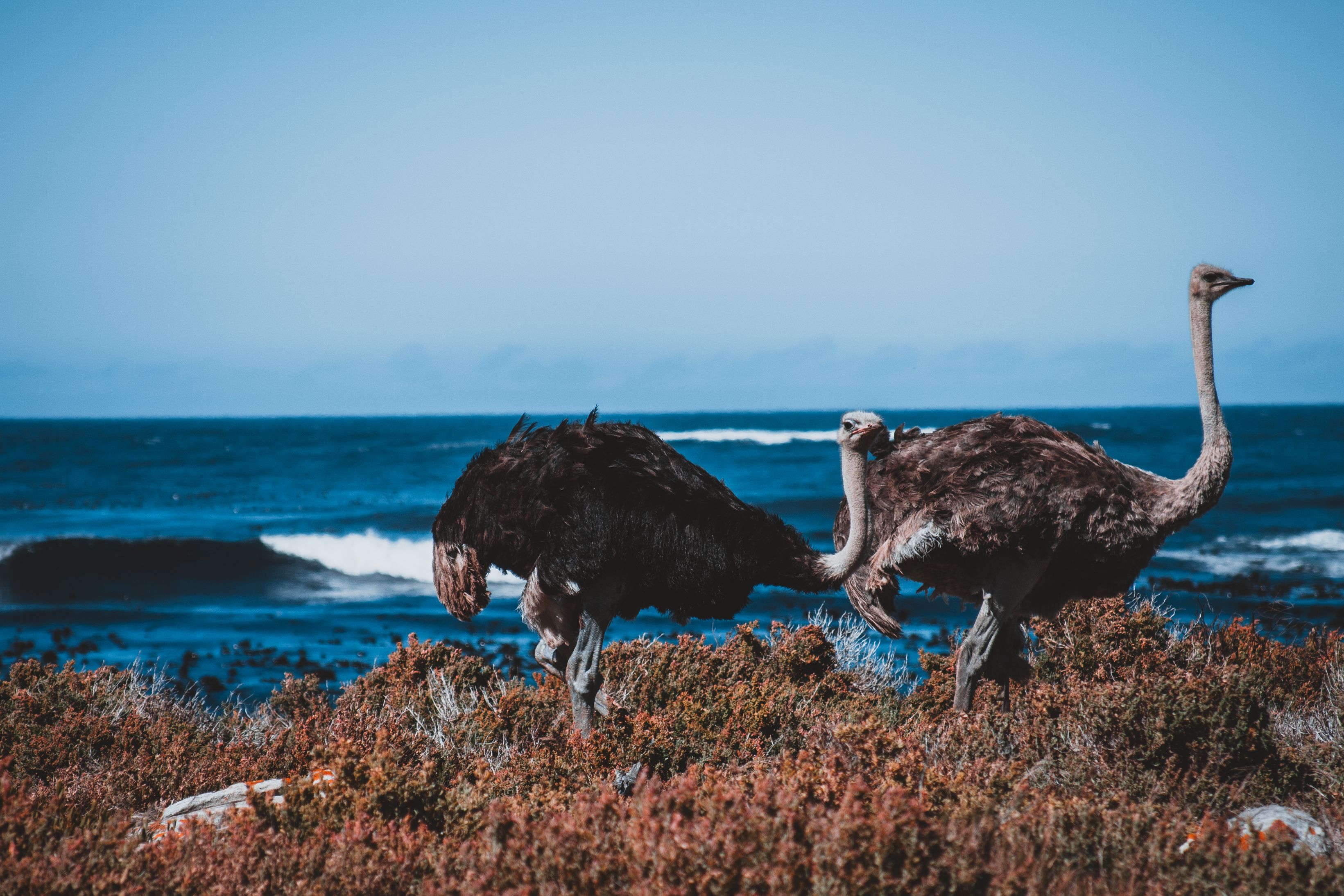 South African Coastal Wildlife Ostriches Roaming by the Seaside · Free ...