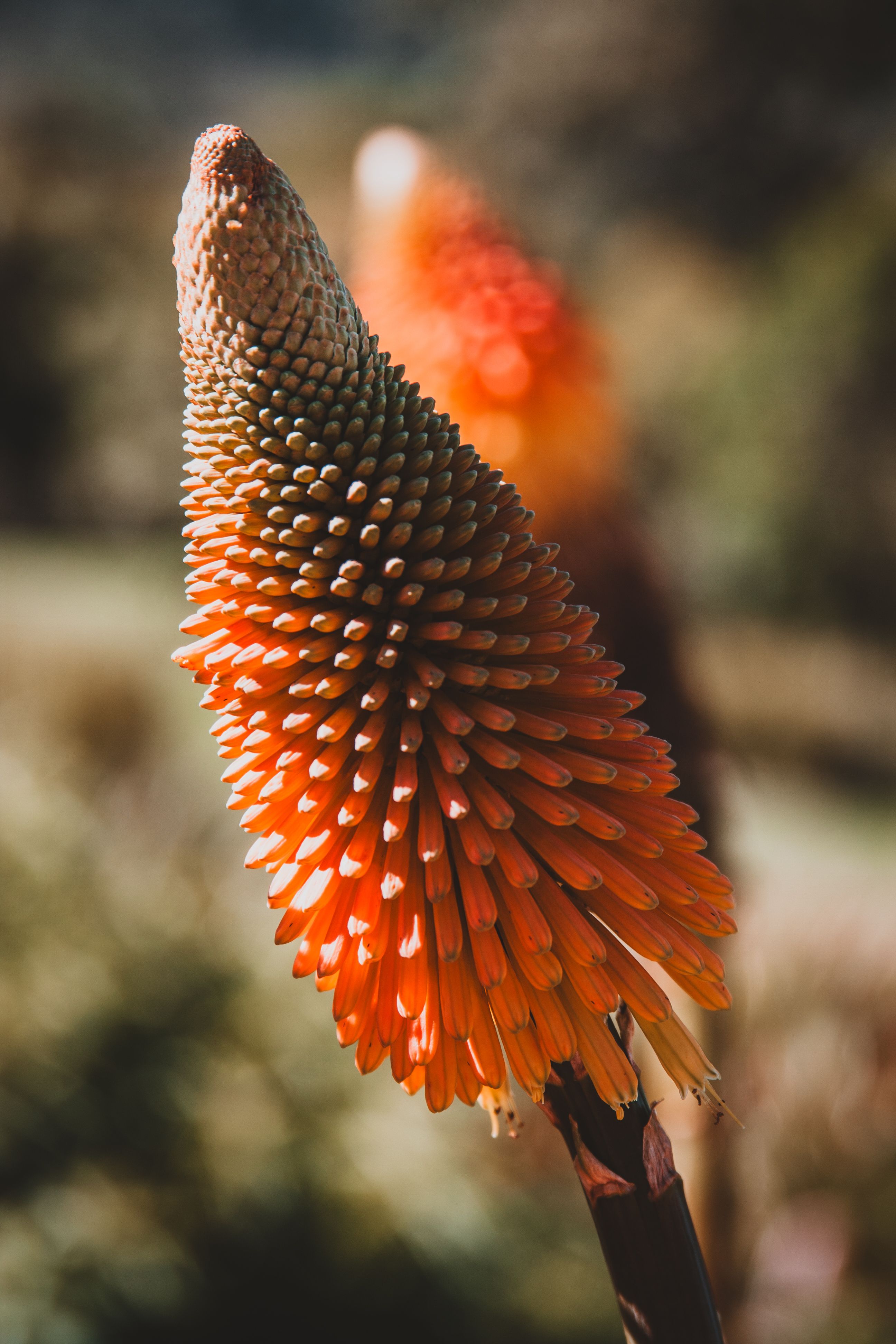 Detailed Nature Photography Photos, Download The BEST Free Detailed ...