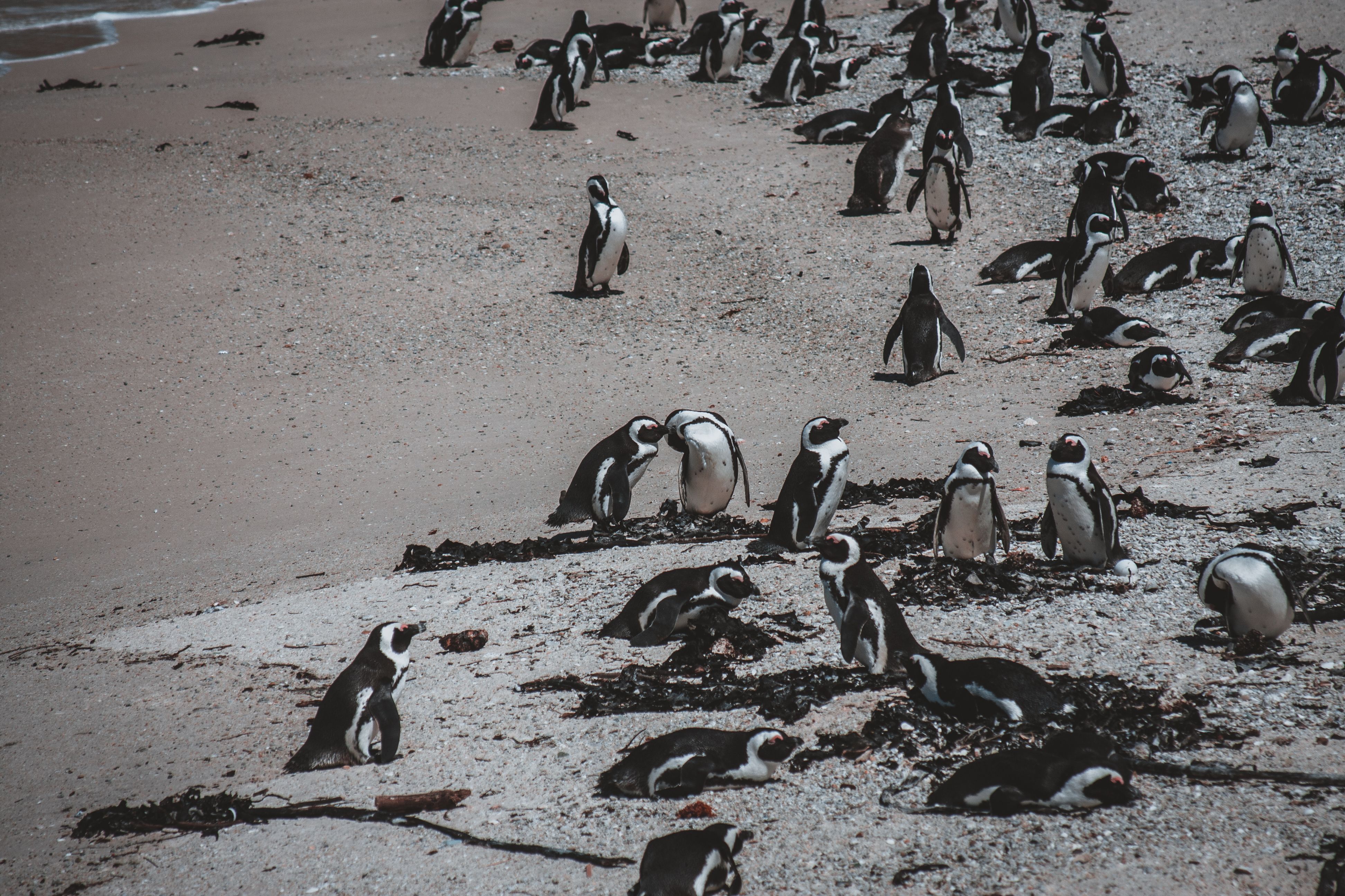 Group of African Penguins · Free Stock Photo