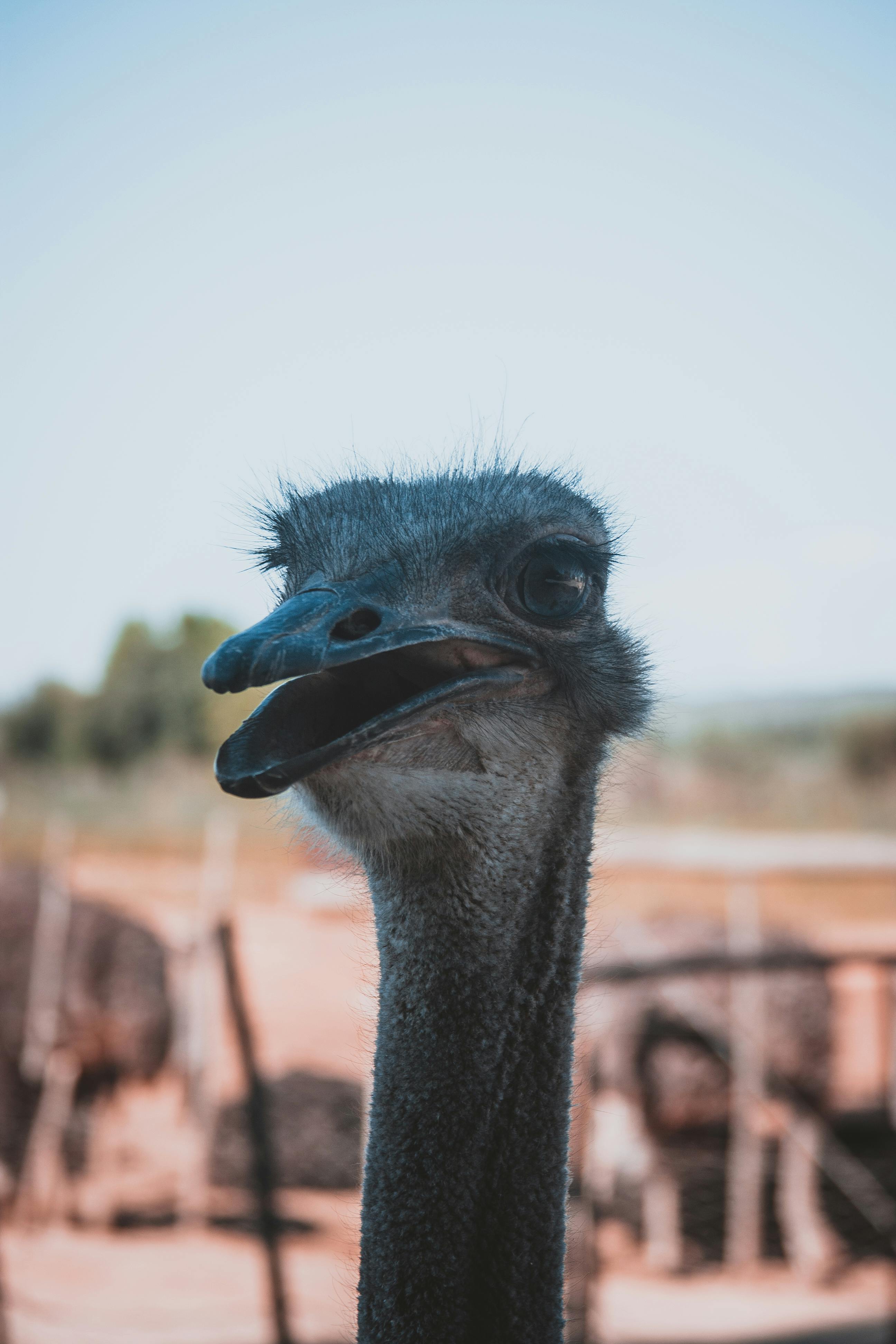 Curious Ostrich Closeup in South Africa · Free Stock Photo