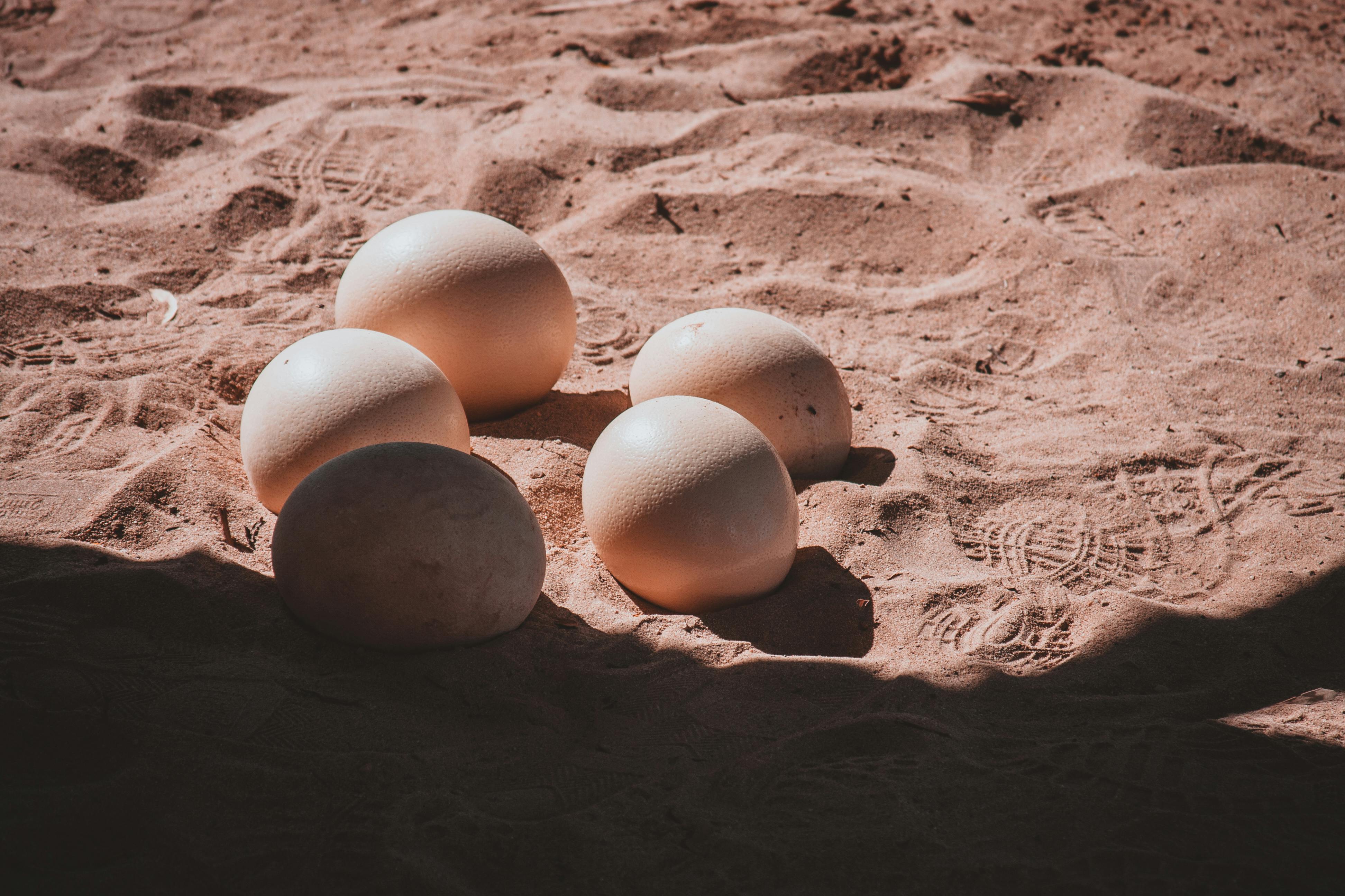 Incubator Photos, Download The BEST Free Incubator Stock Photos & HD Images