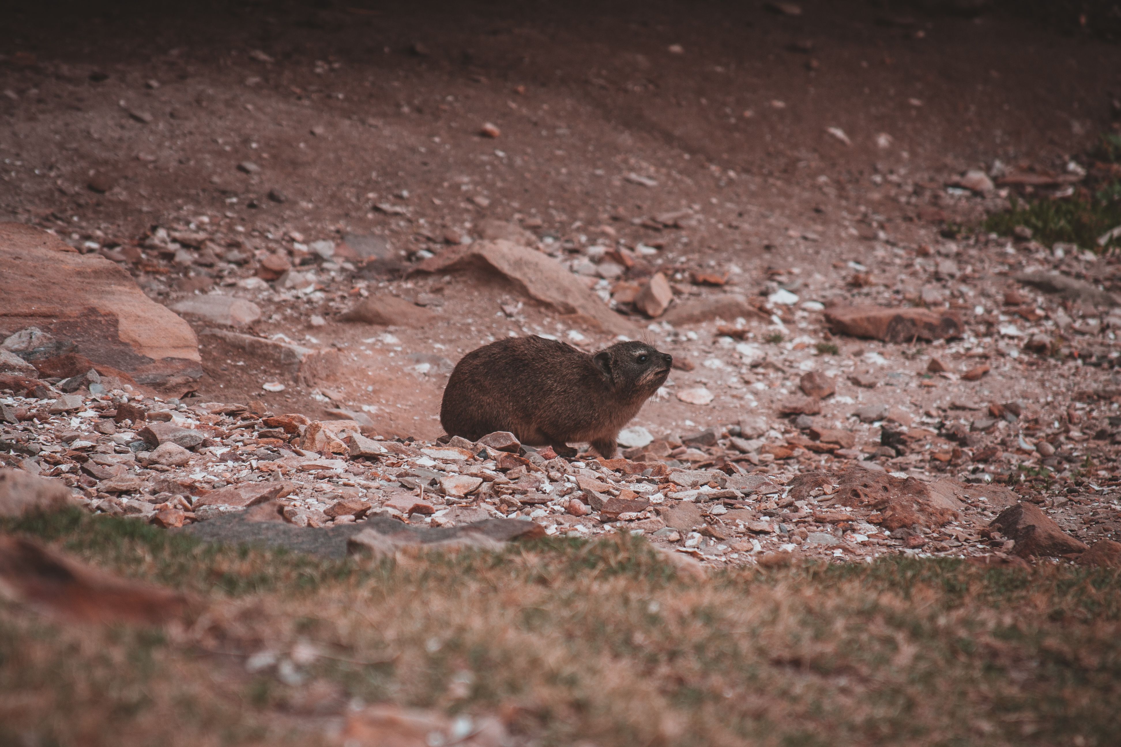 Rocky Hyrax in South African Wilderness · Free Stock Photo