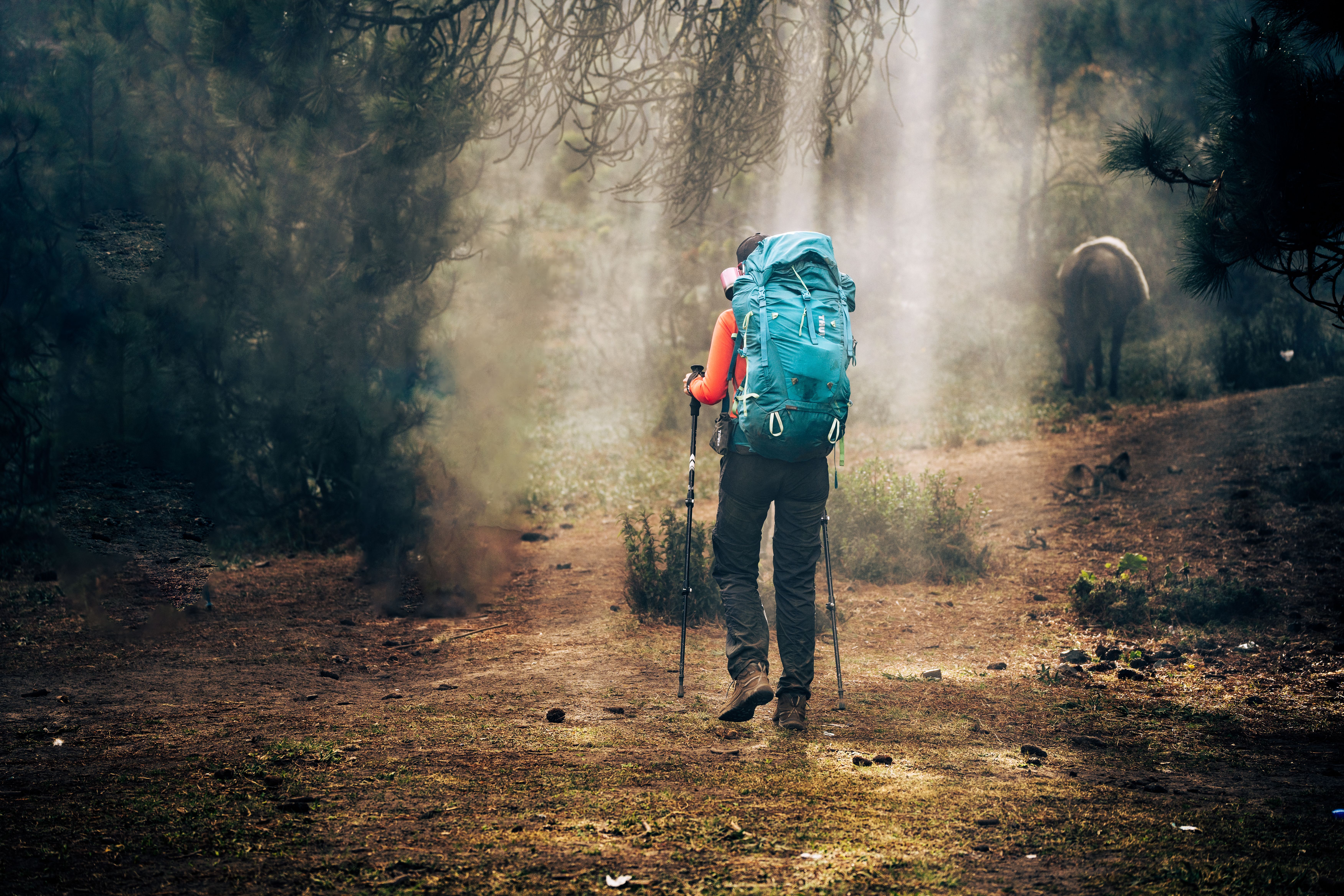 Man on a Trip in a Forest · Free Stock Photo