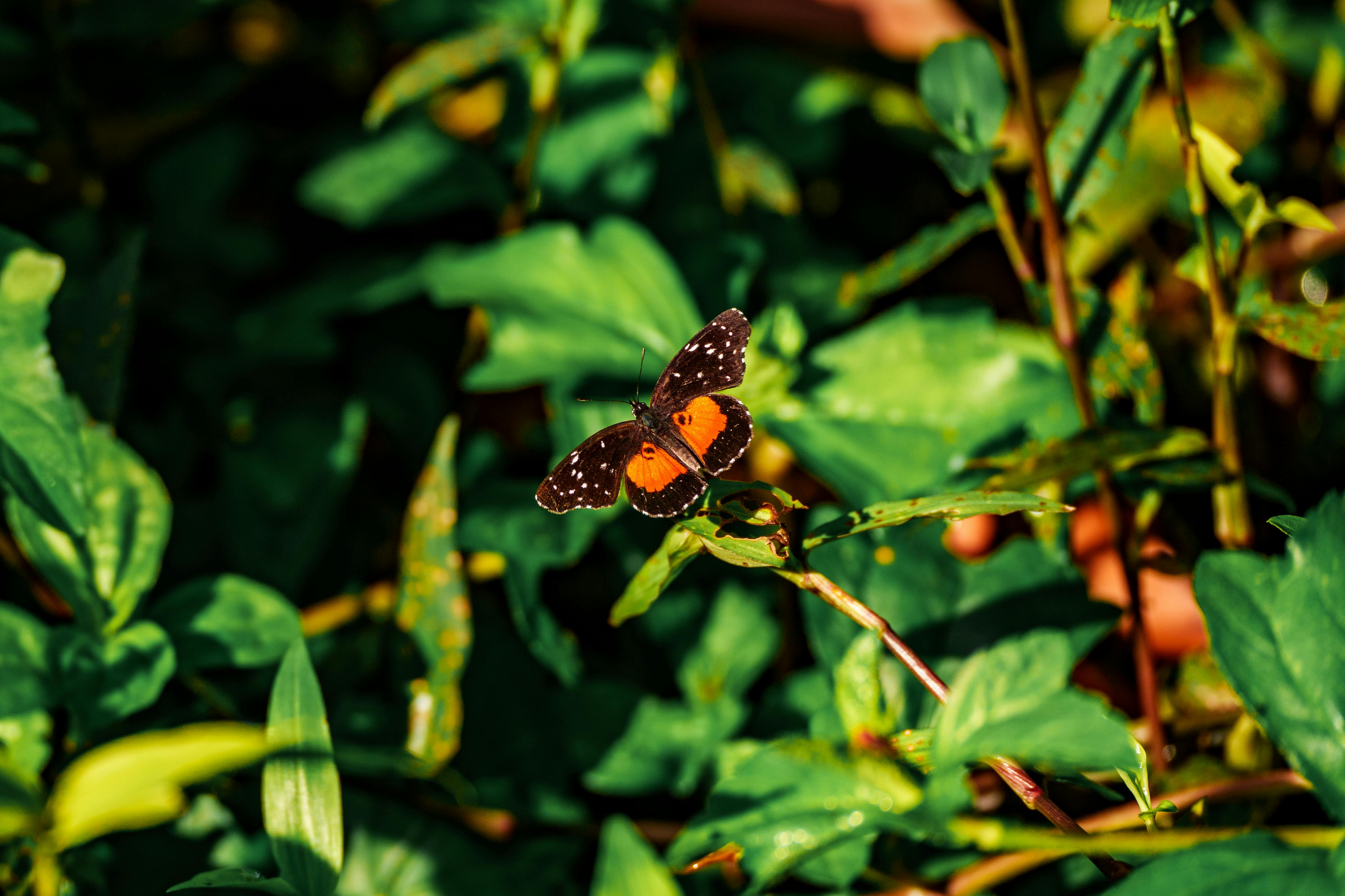 Chlosyne Butterfly in Nature · Free Stock Photo