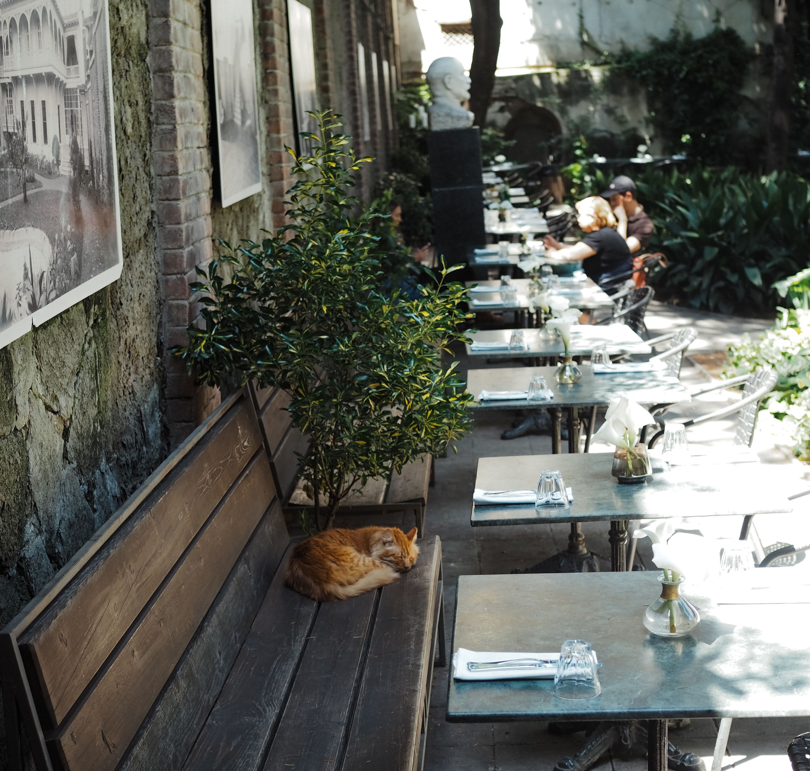 Cat Cafe Photos, Download The BEST Free Cat Cafe Stock Photos & HD Images