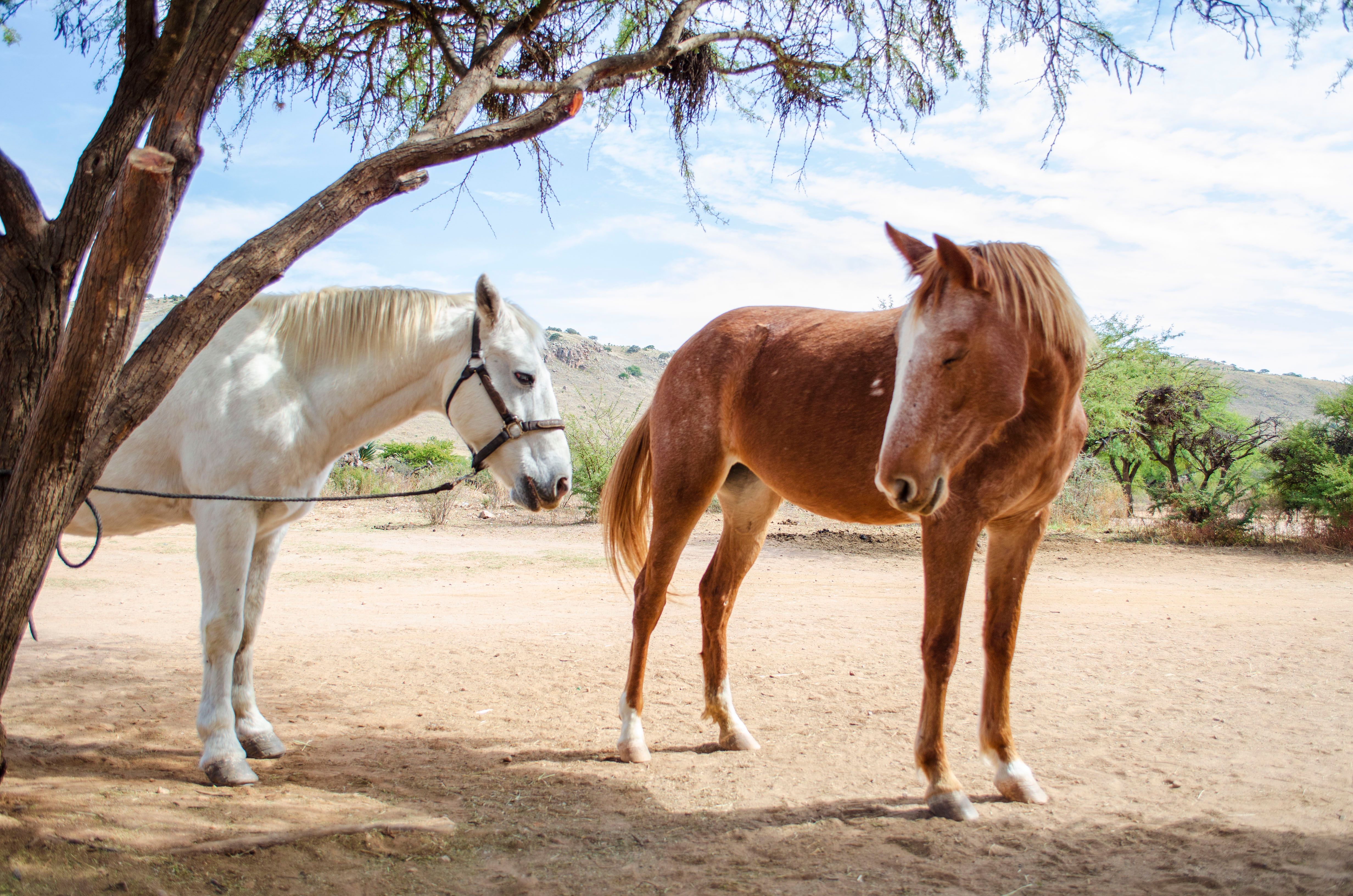 Horse Standing Photos, Download The BEST Free Horse Standing Stock ...