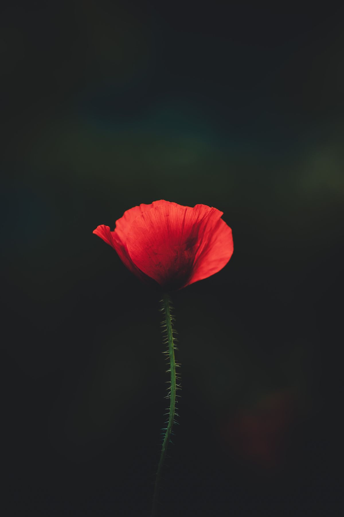 Poppy Photos, Download The BEST Free Poppy Stock Photos & HD Images