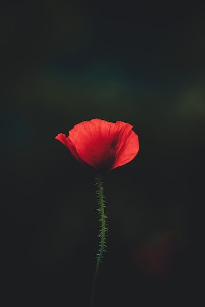 Poppy Photos, Download The BEST Free Poppy Stock Photos & HD Images