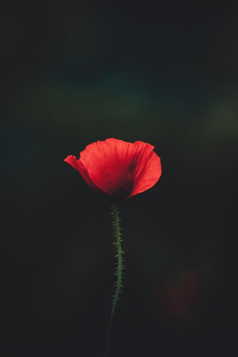 Poppy Photos, Download The BEST Free Poppy Stock Photos & HD Images