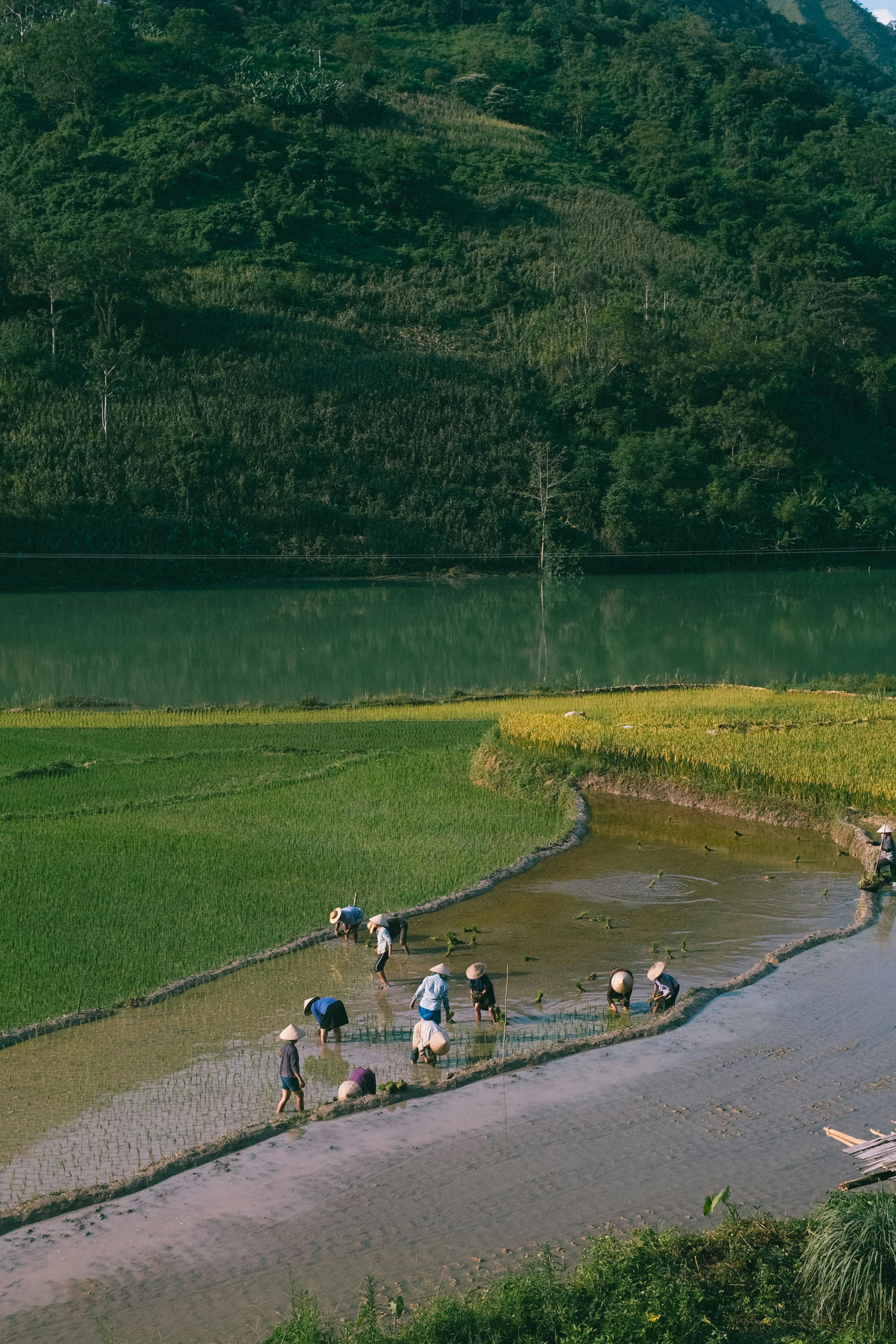 People Working on Rice Field · Free Stock Photo