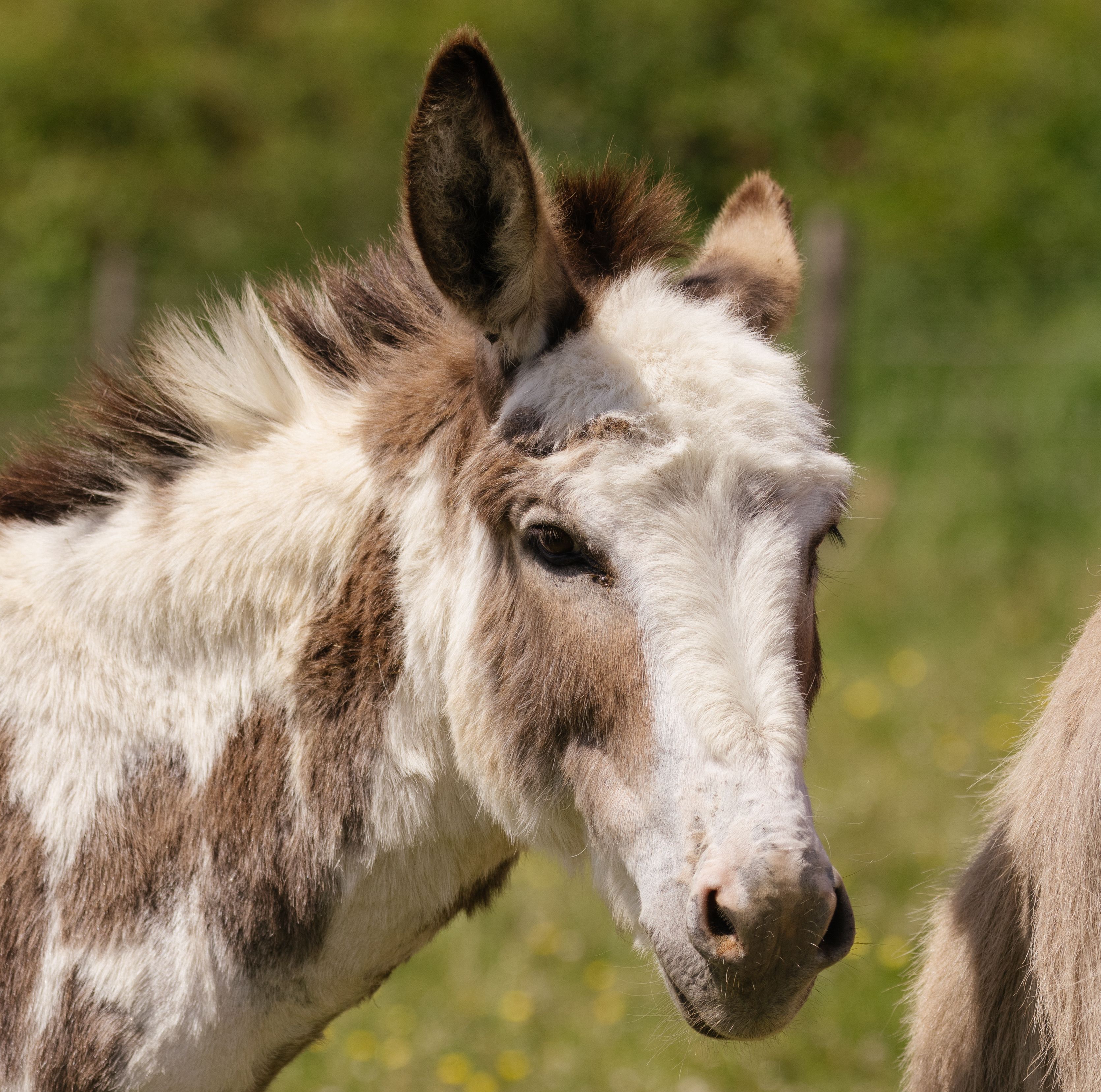 Close-up of a Mule with Spotted Fur · Free Stock Photo