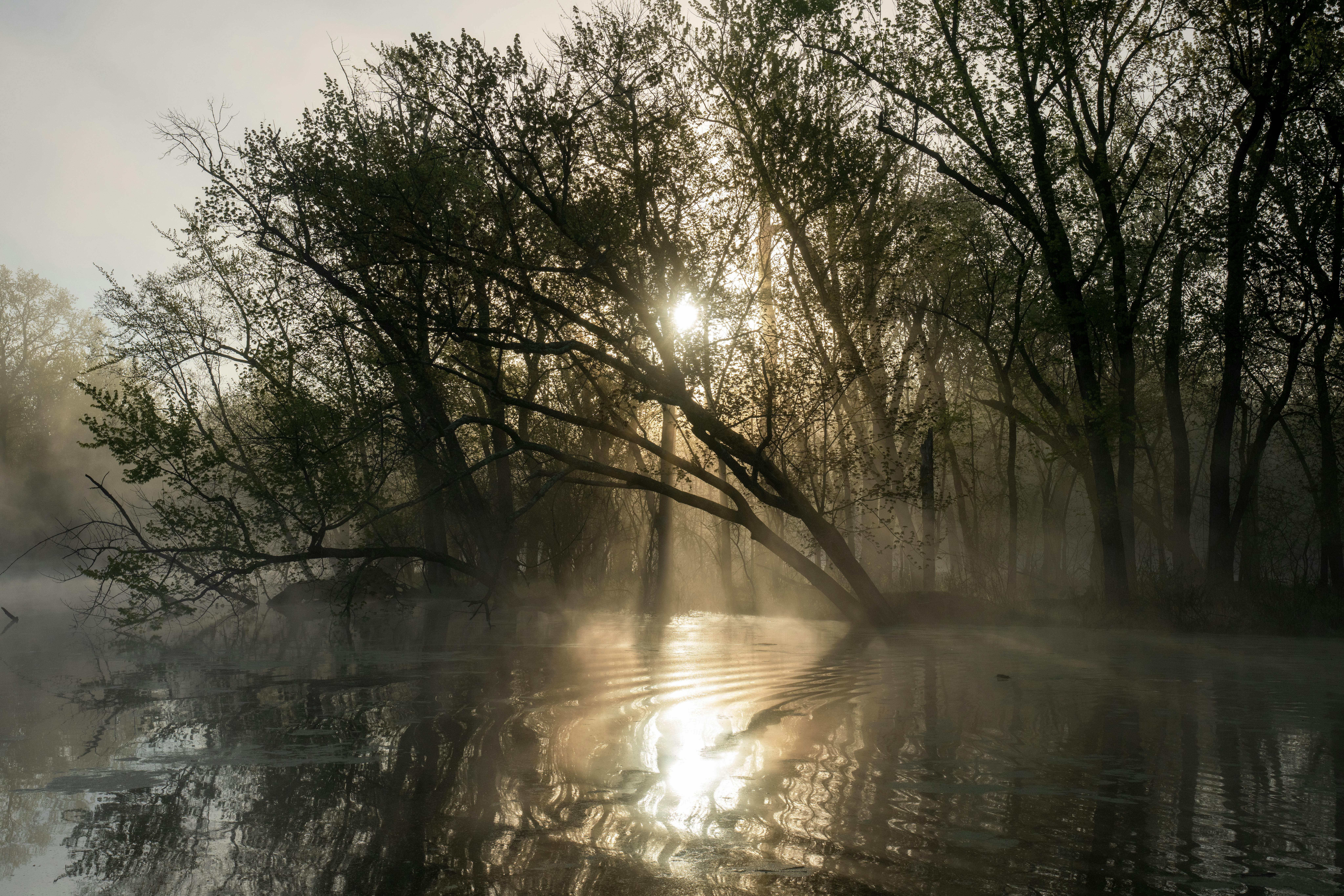 Fog over River in Forest at Sunset · Free Stock Photo