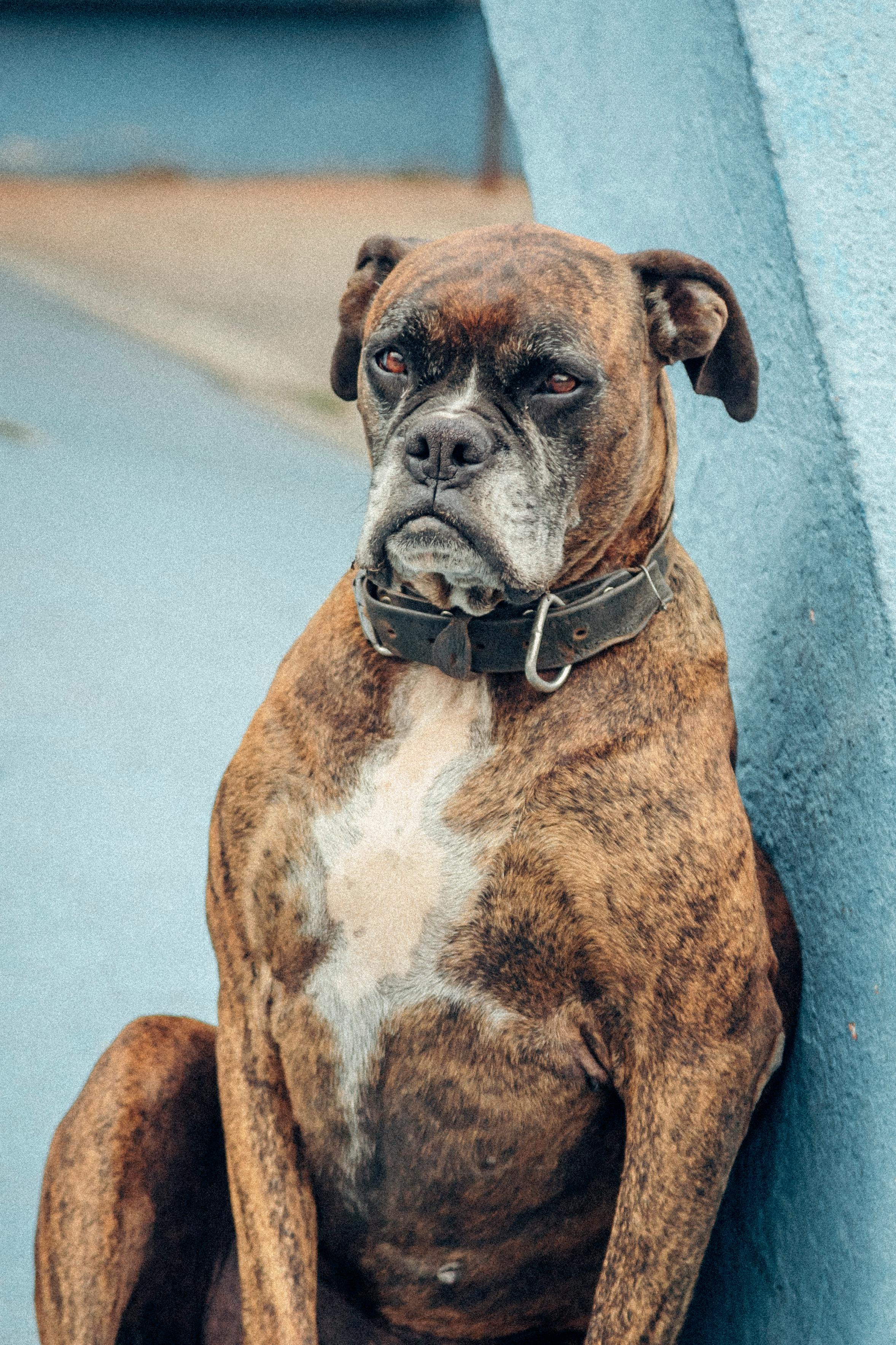 Sitting Boxer Dog · Free Stock Photo