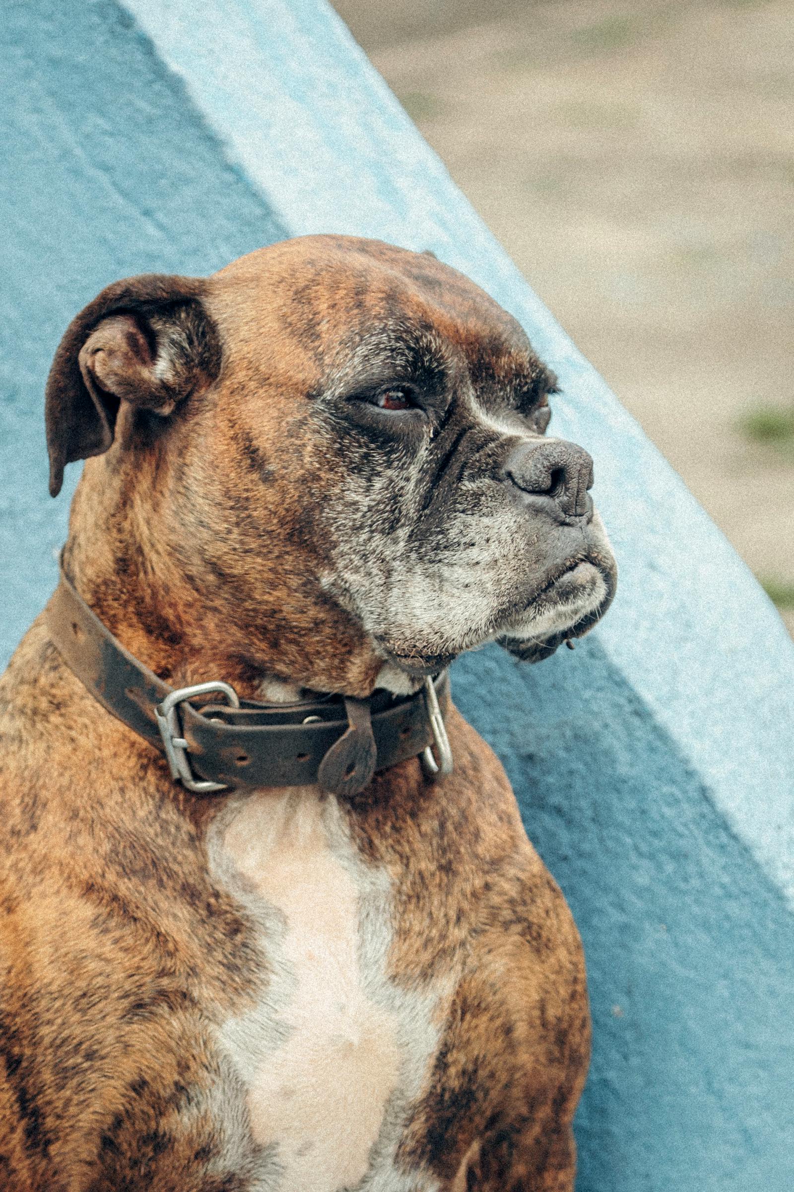 Boxer Dog Photos, Download The BEST Free Boxer Dog Stock Photos & HD Images