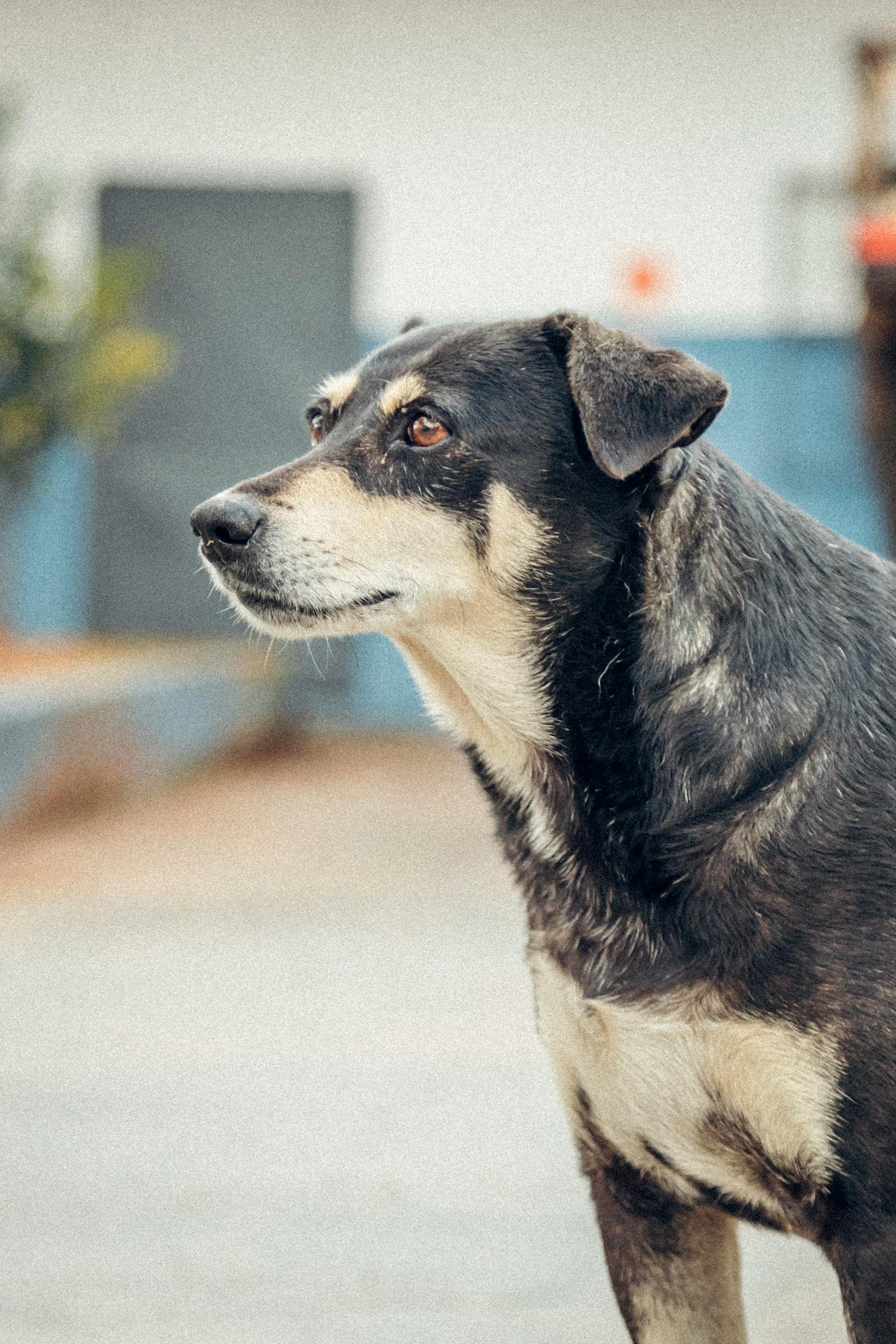 Dog Profile Photos, Download The BEST Free Dog Profile Stock Photos ...