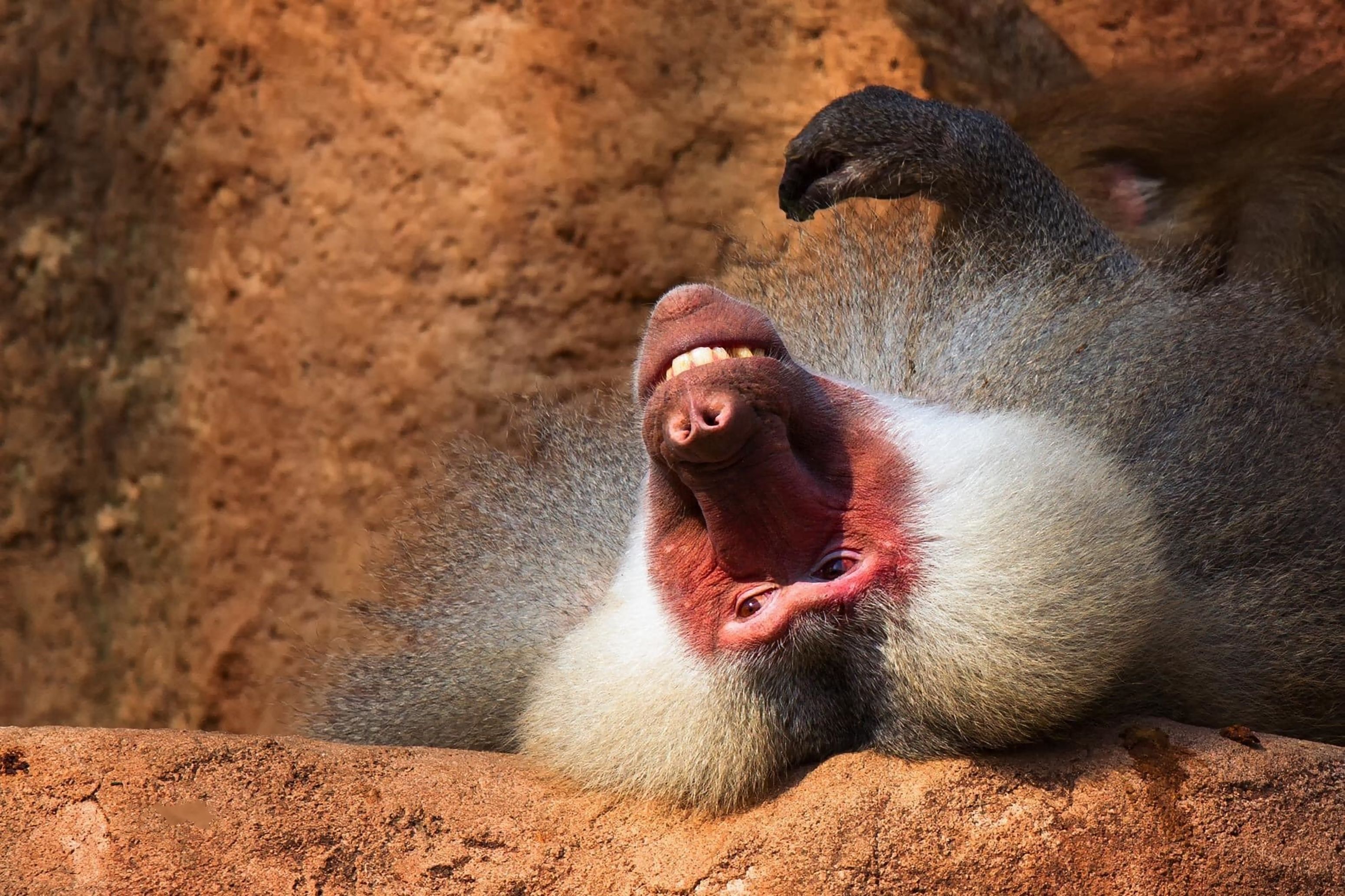 Laptop Wallpaper Funny Ape Photos, Download The BEST Free Laptop ...