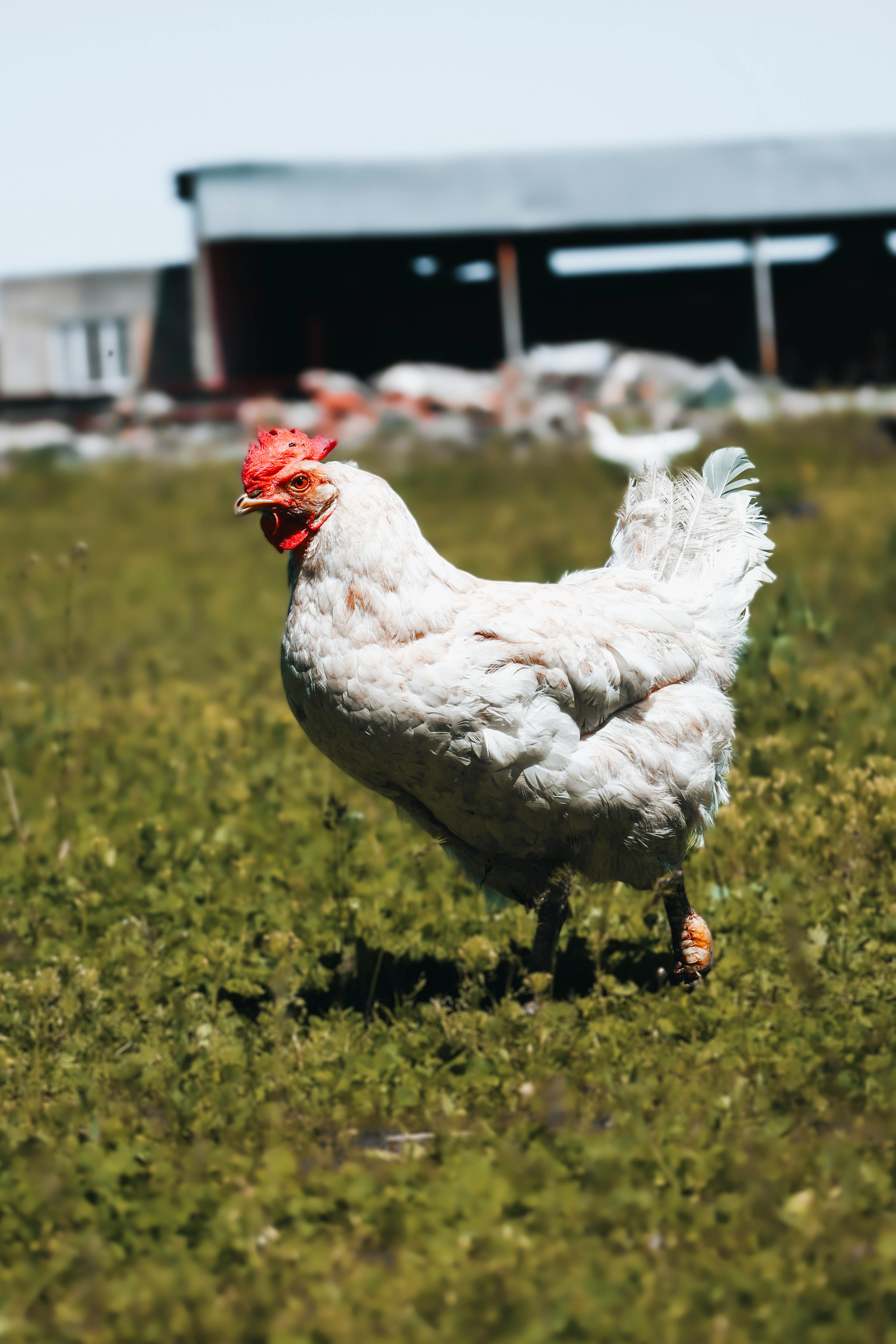 Chicken Farm Photos, Download The BEST Free Chicken Farm Stock Photos ...