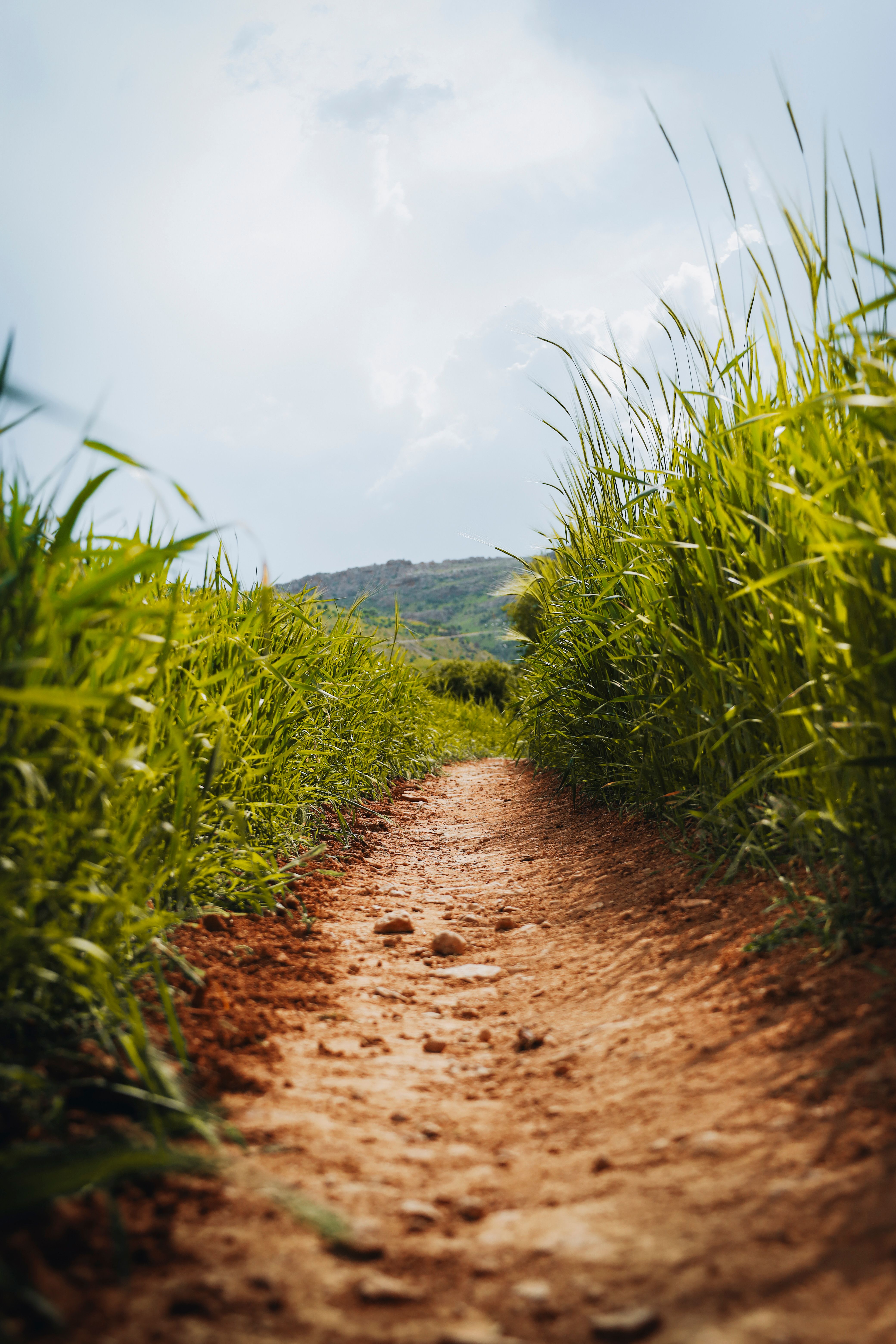 Dirt Path Between Crops on Field · Free Stock Photo